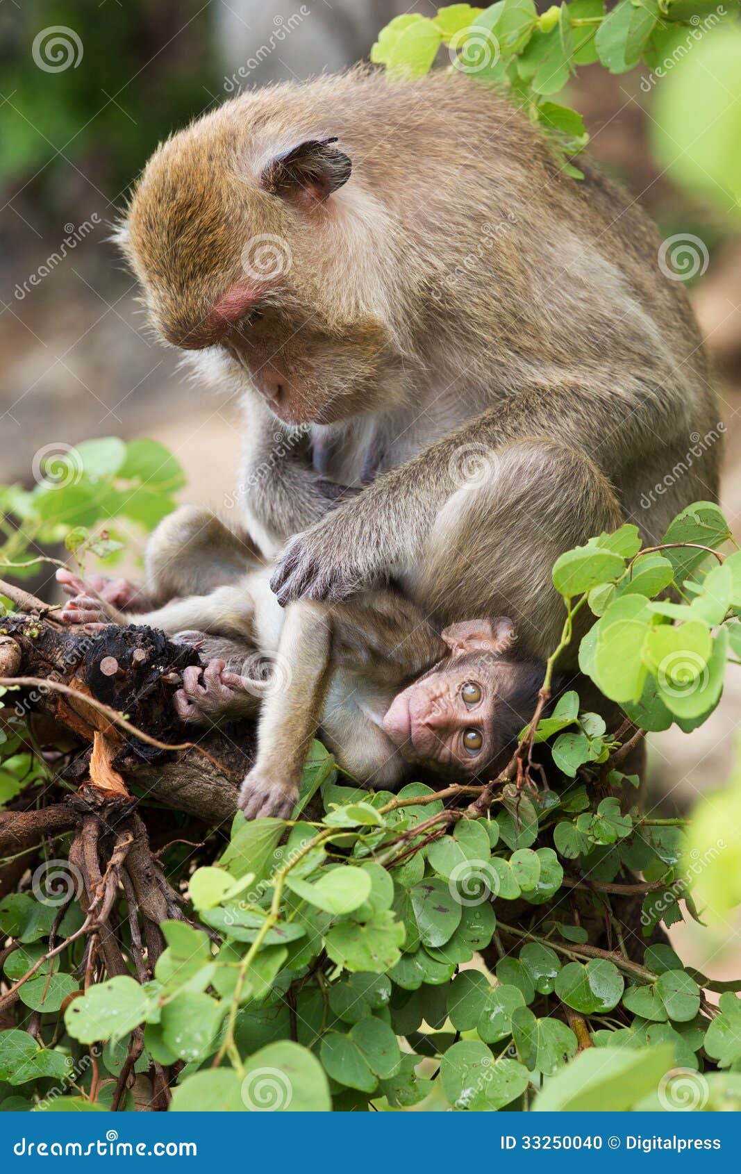 Ape Family stock photo. Image of parent, rainforest, primate - 33250040