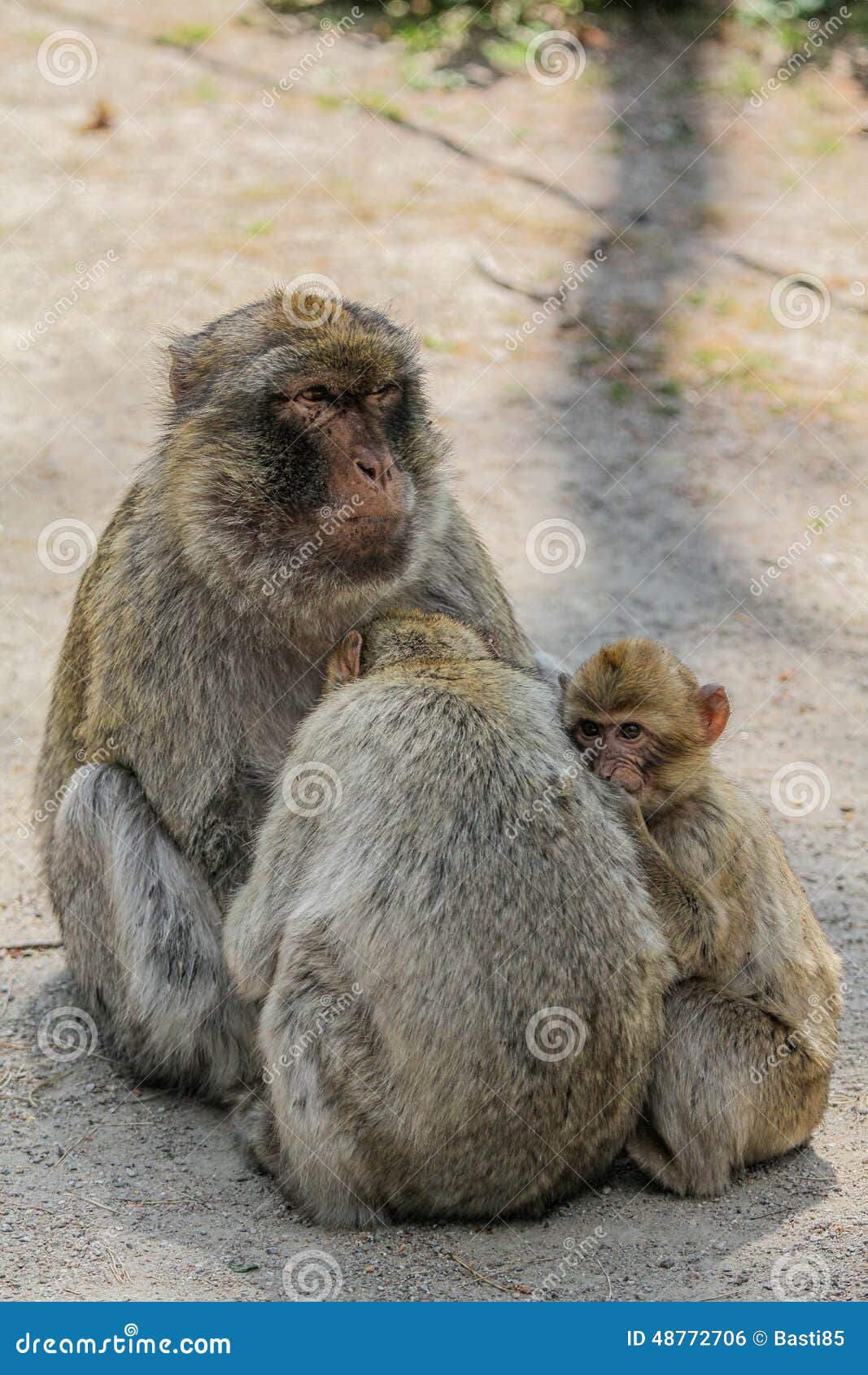 Ape family stock photo. Image of portrait, look, love - 48772706