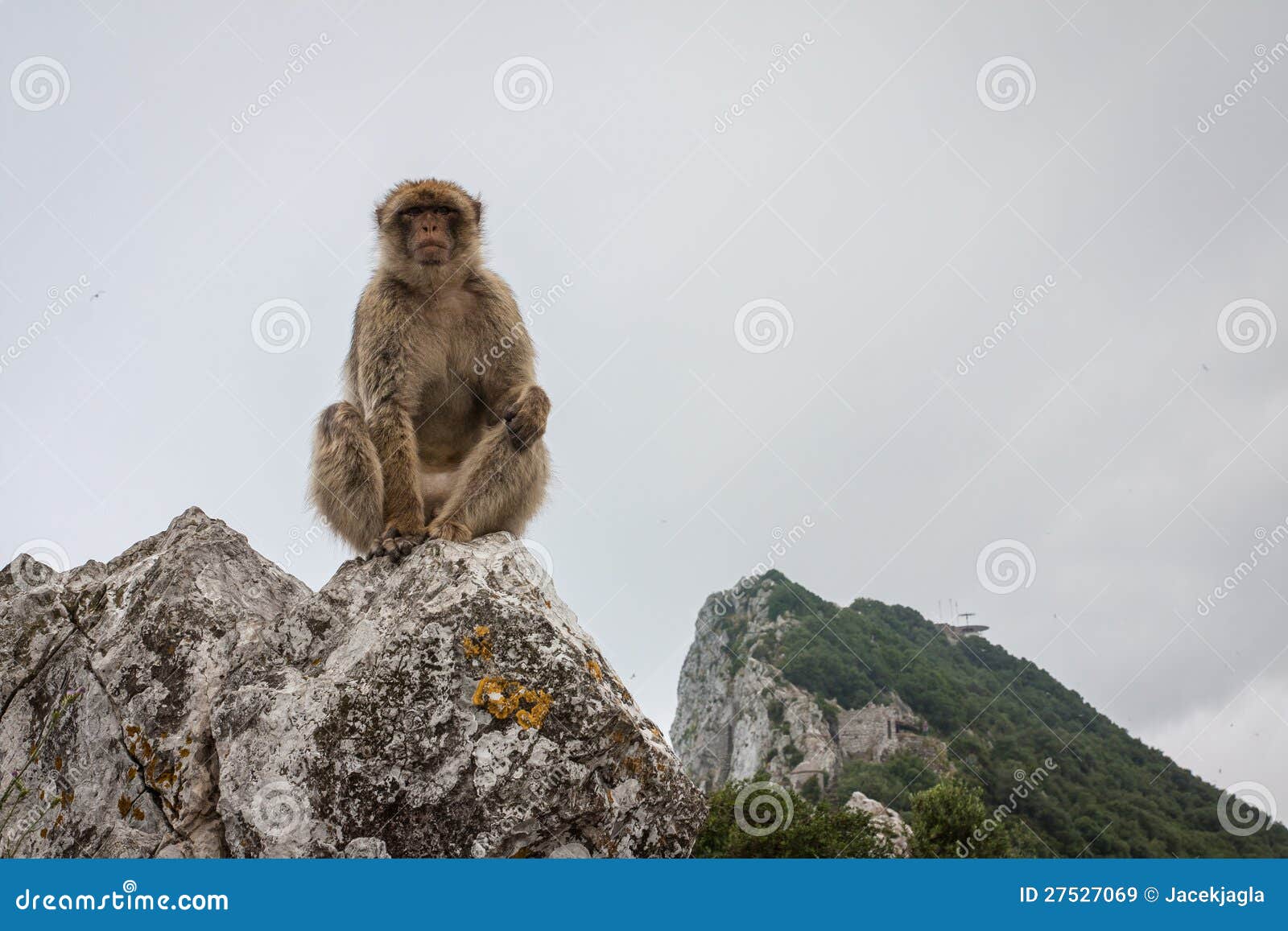 Ape of Gibraltar stock image. Image of primate, landscape - 27527069