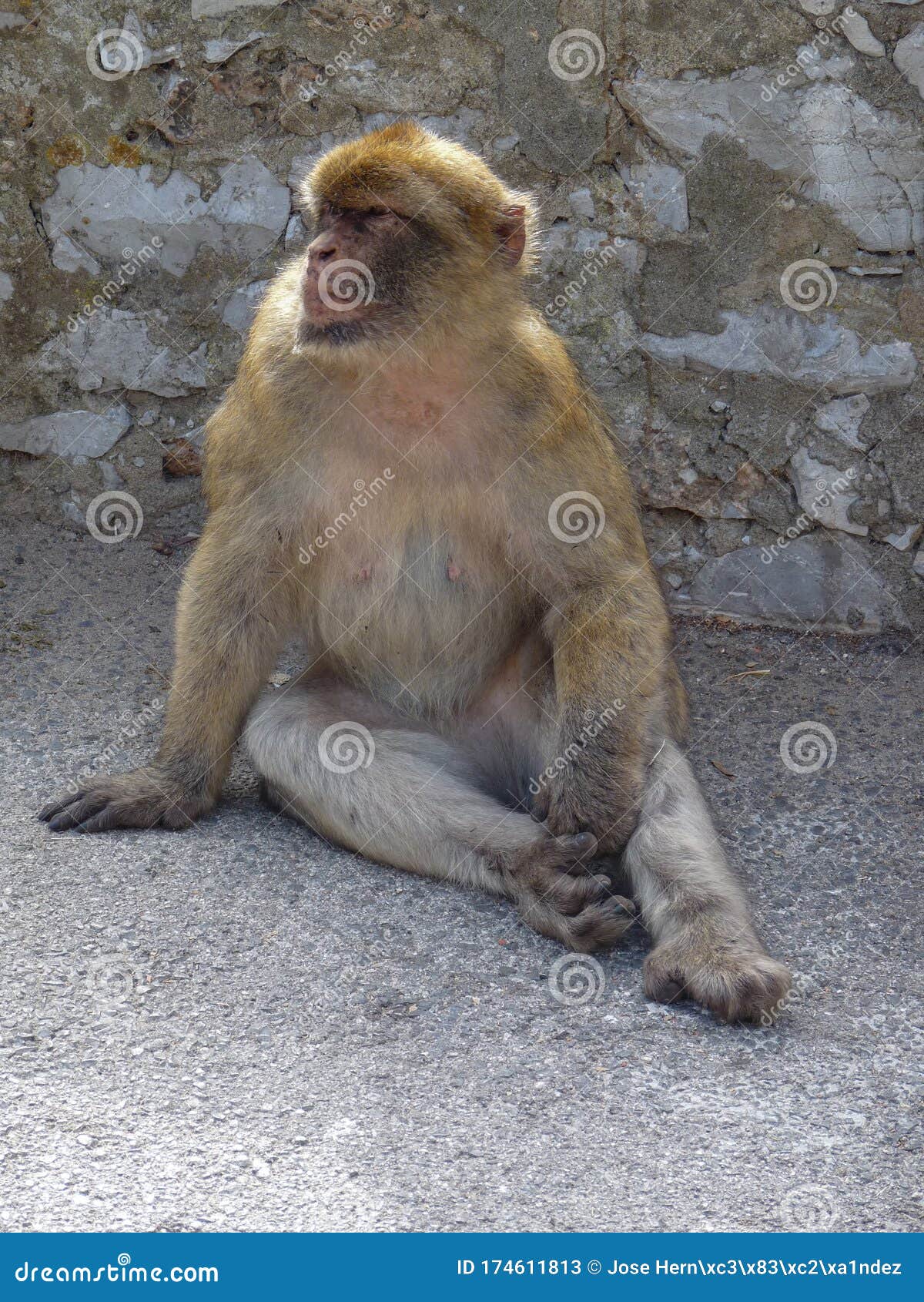 Ape from Gibraltar Rock Watching Stock Image - Image of cliff ...