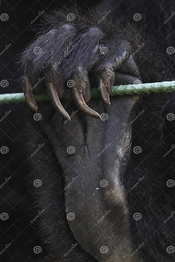 Ape hand stock image. Image of monkey, wire, hand, skin - 11208559