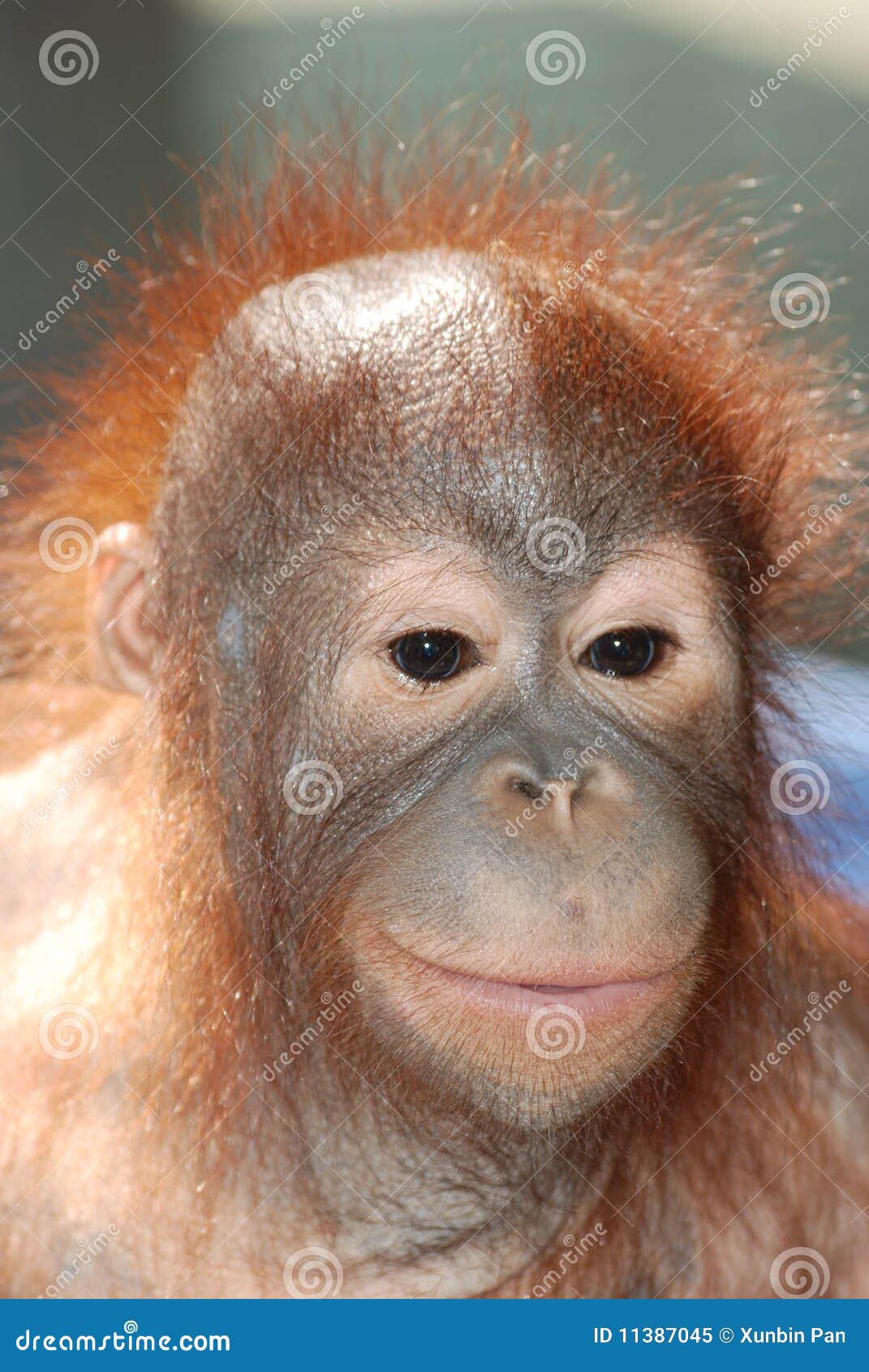Ape head stock image. Image of fauna, glance, contemplation - 11387045