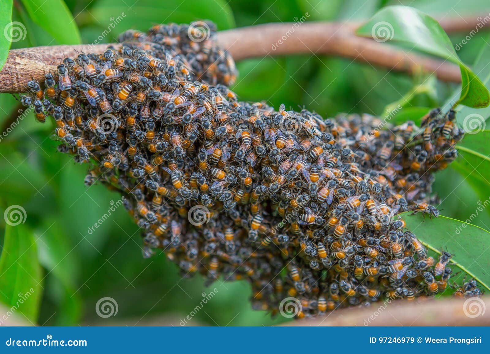 Ape, Honey Bee, Animale, Miele, Insetto Immagine Stock - Immagine di ...