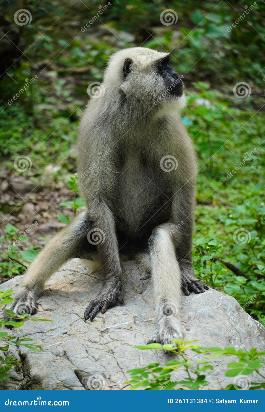 Ape Image in Forest with Mountains Stock Photo - Image of chimpanzee ...