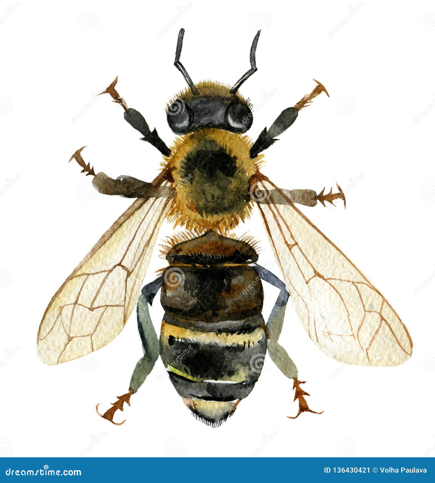 Ape Isolata Sui Precedenti Bianchi, Acquerello Illustrazione di Stock ...