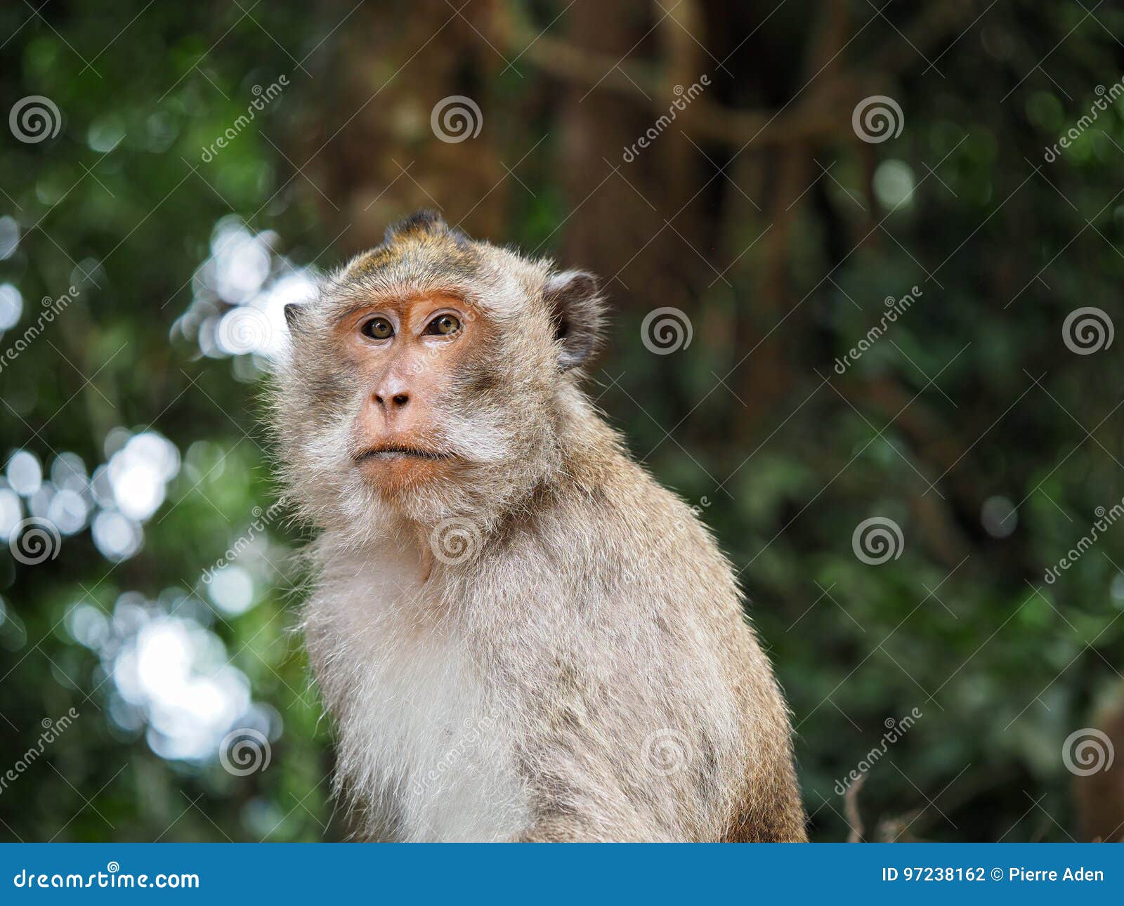 Ape in Koh Chang stock photo. Image of hair, monkey, little - 97238162