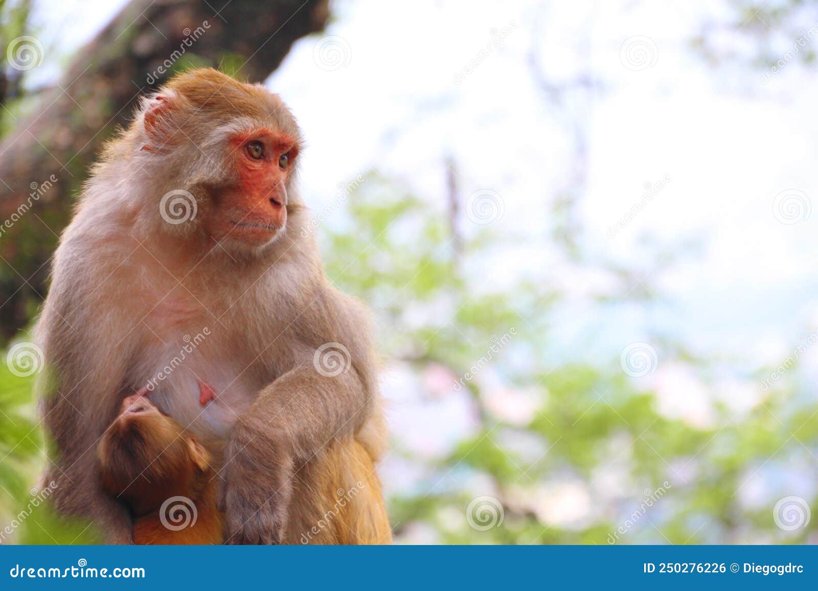 Ape Looking Intently at the Camera with Brown Eyes Stock Photo - Image ...