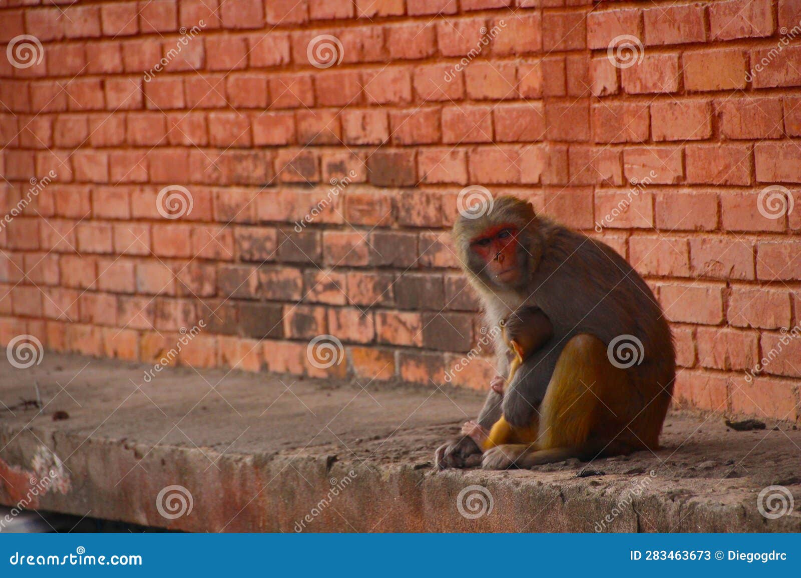 Ape Looking Intently at the Camera with Brown Eyes Stock Image - Image ...