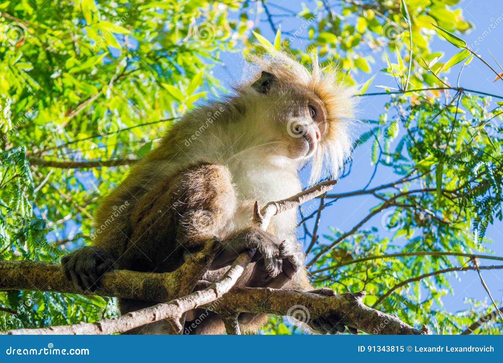 Ape Looking Somewhere while Sitting on the Tree Stock Image - Image of ...