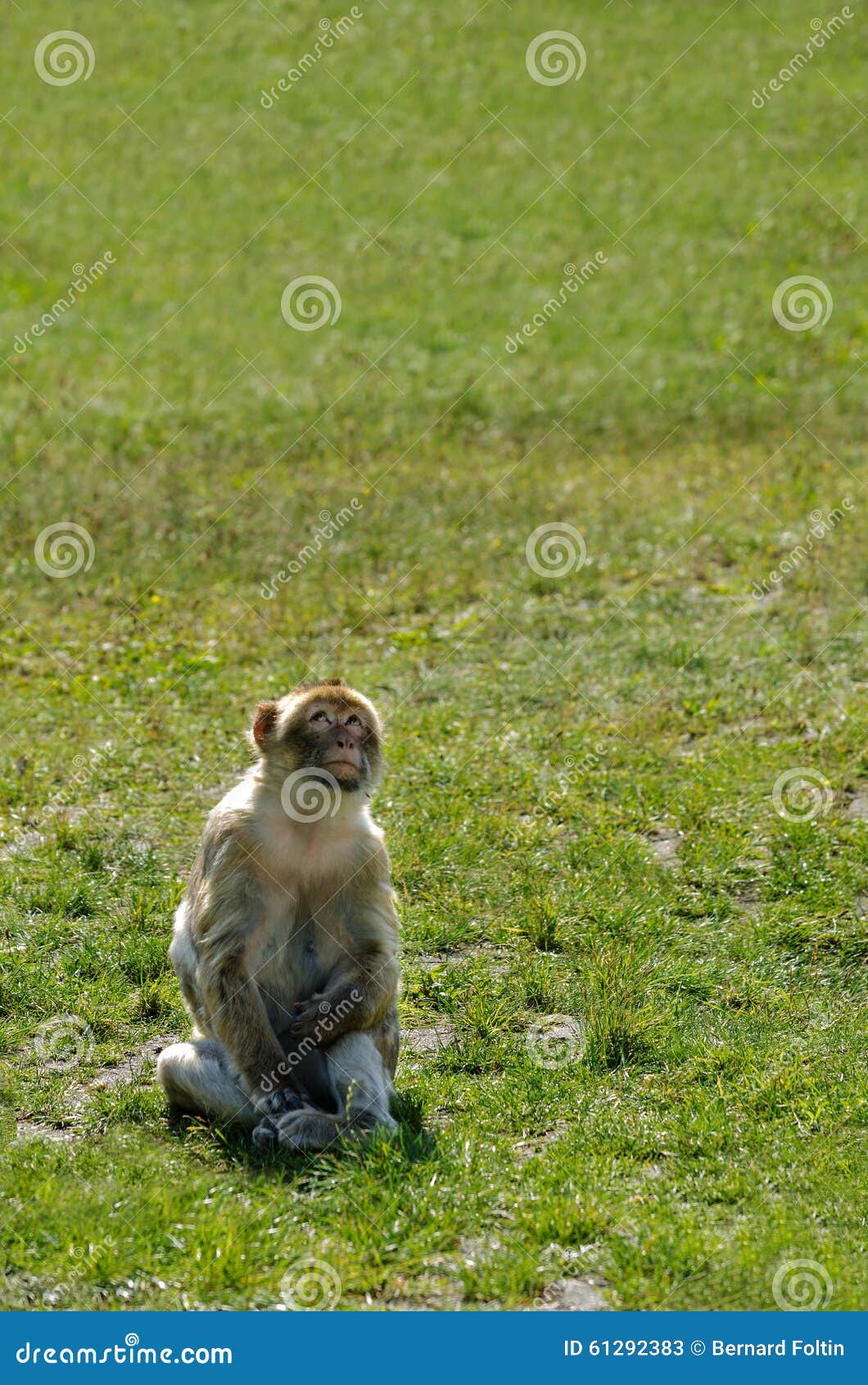 Ape is looking up stock image. Image of nature, monkey - 61292383