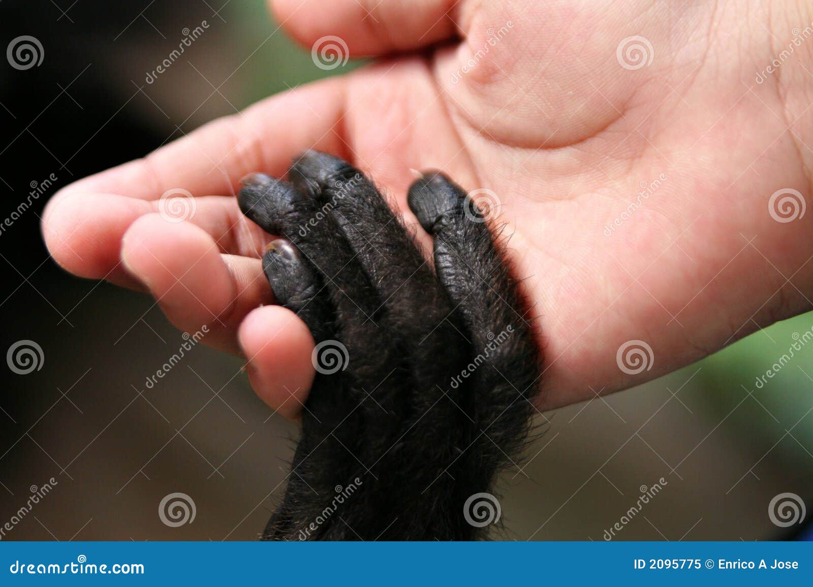 Ape Hand