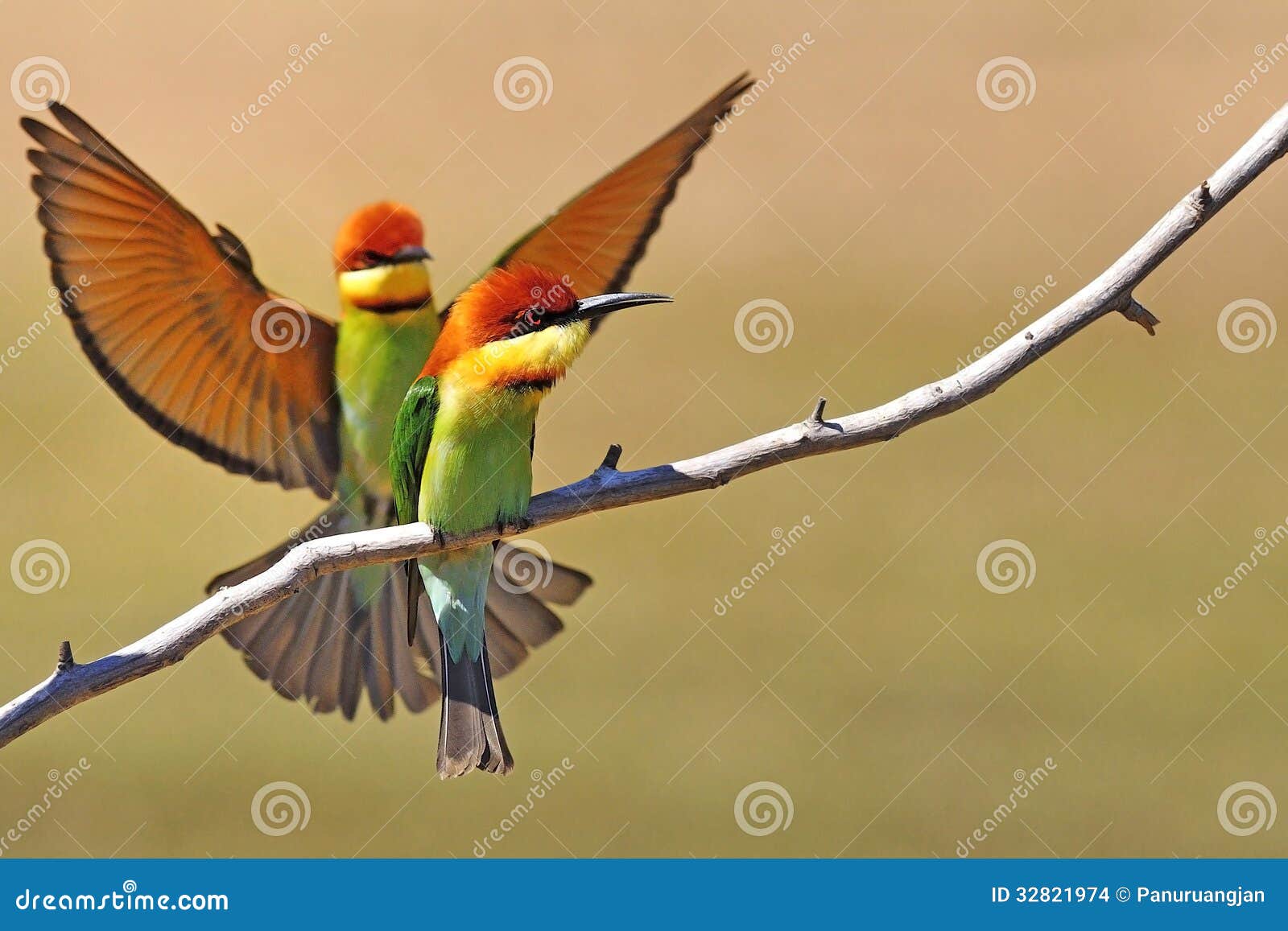 Ape-mangiatore Dalla Testa Castagna (leschenaulti Del Merops ...