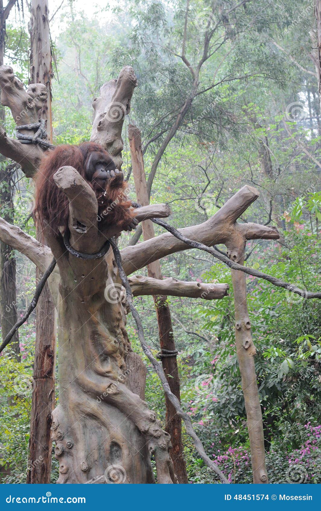 Ape stock photo. Image of wild, gibbons, life, southest - 48451574