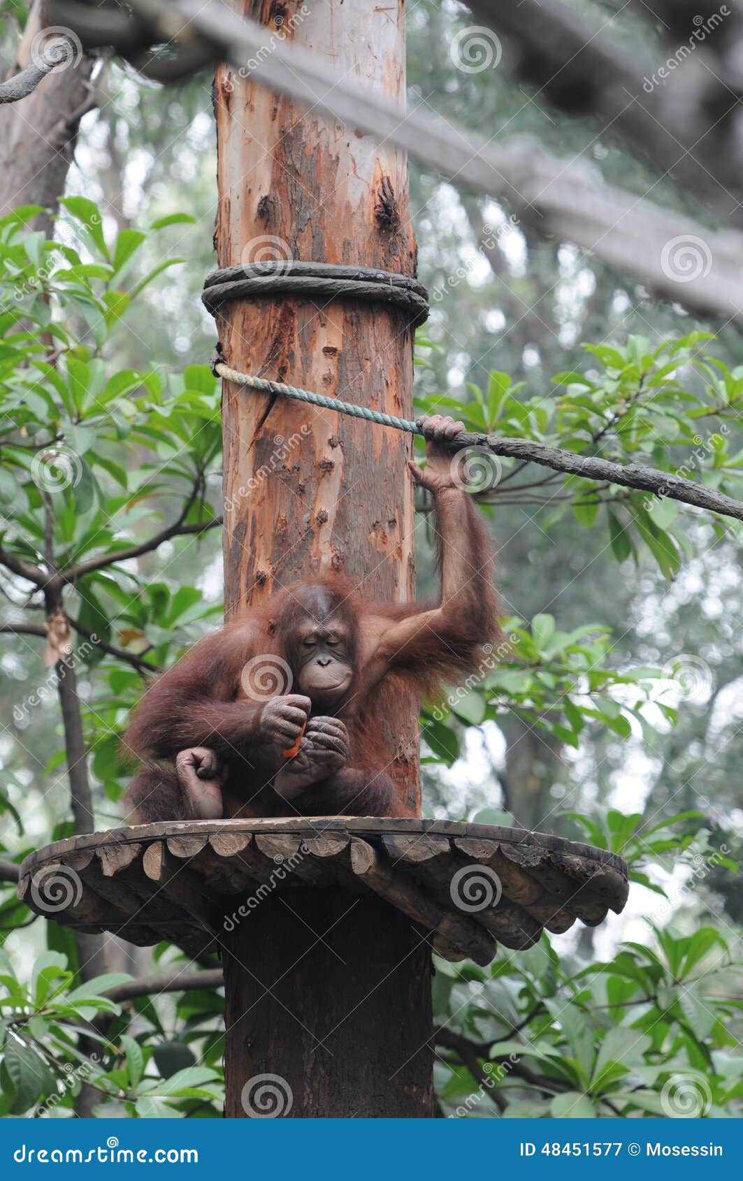 Ape stock image. Image of southest, enjoy, africa, grab - 48451577