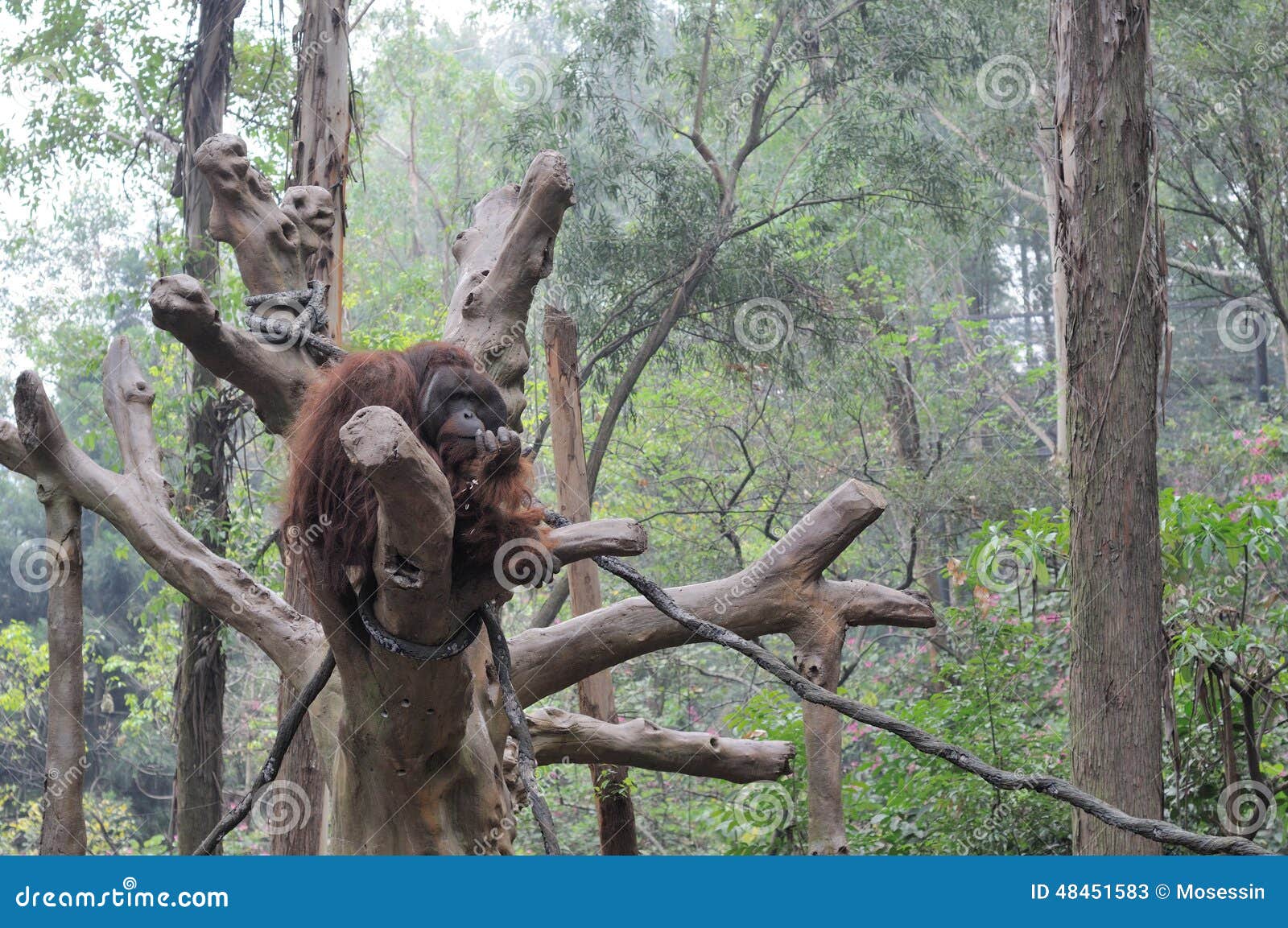 Ape stock image. Image of life, africa, freedom, animal - 48451583