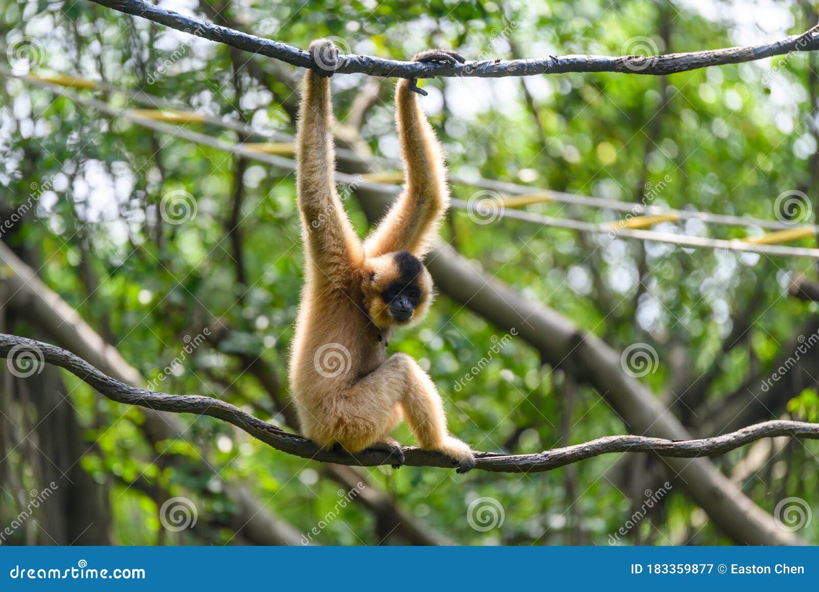 Ape Monkey in Safari Park Climbing among the Ropes Stock Image - Image ...
