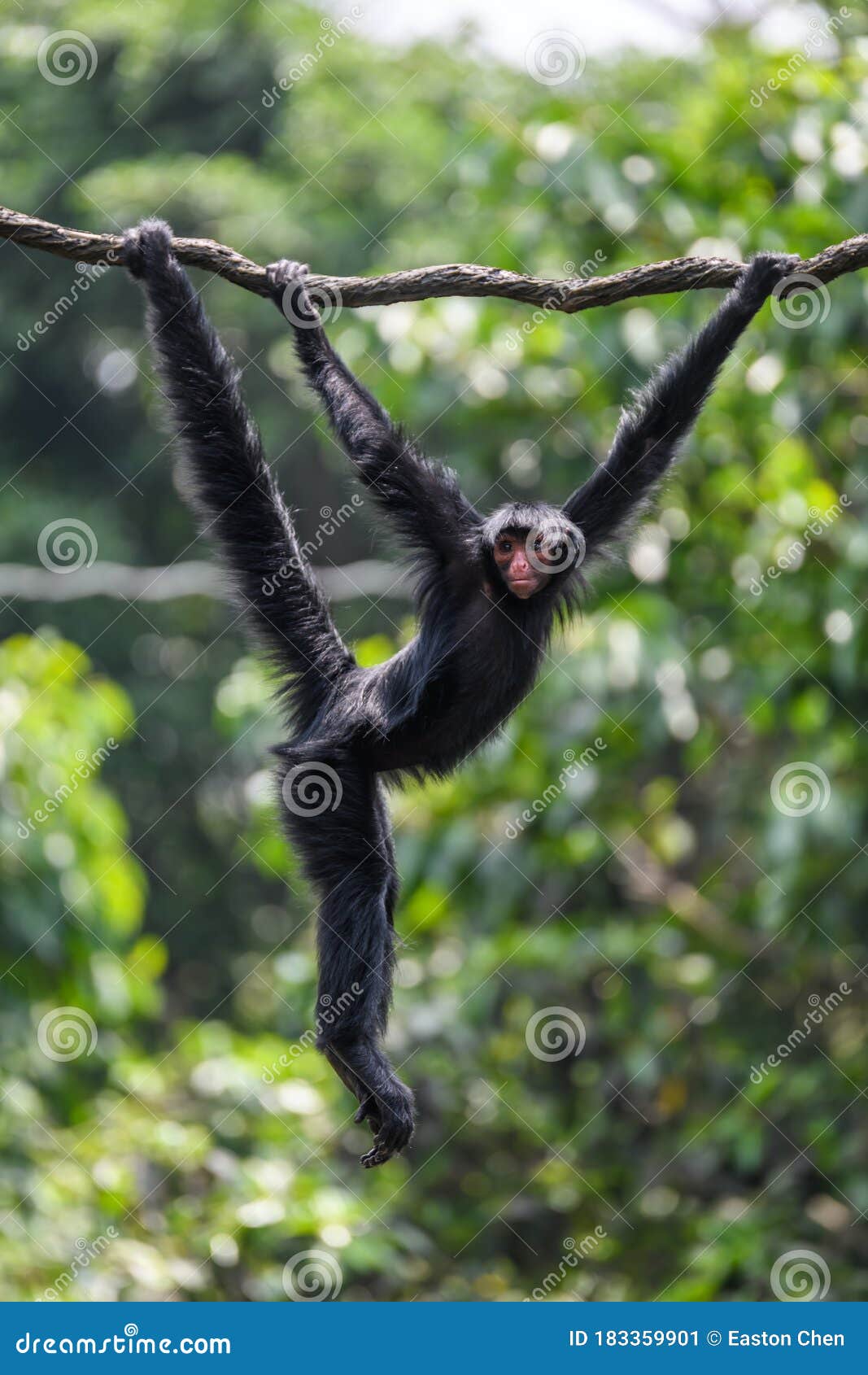 Ape Monkey in Safari Park Climbing among the Ropes Stock Image - Image ...