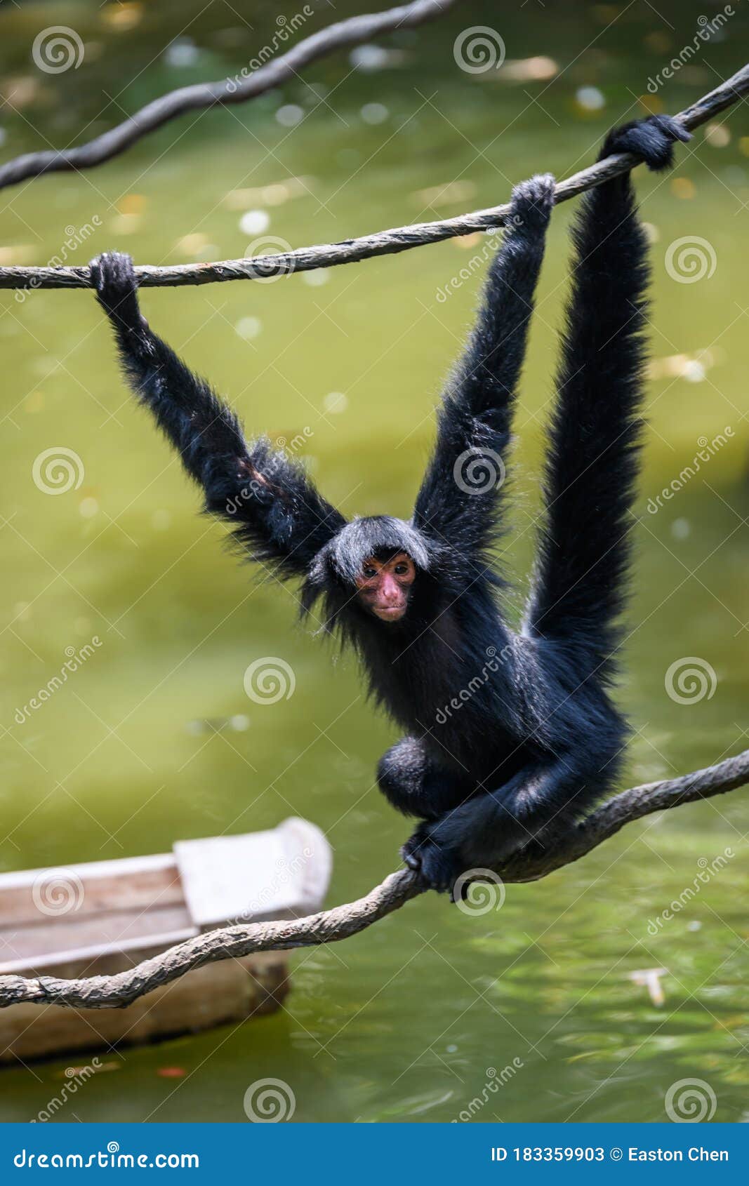 Ape Monkey in Safari Park Climbing among the Ropes Stock Image - Image ...