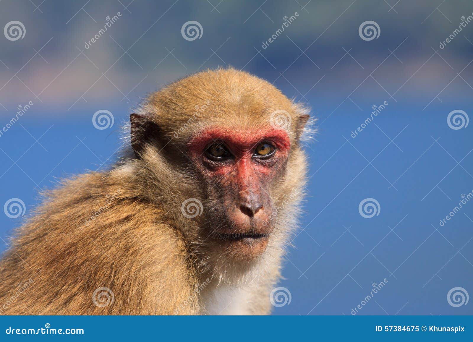 Ape Monkey in Wilderness Looking with Eyes Contact To Camera Stock ...