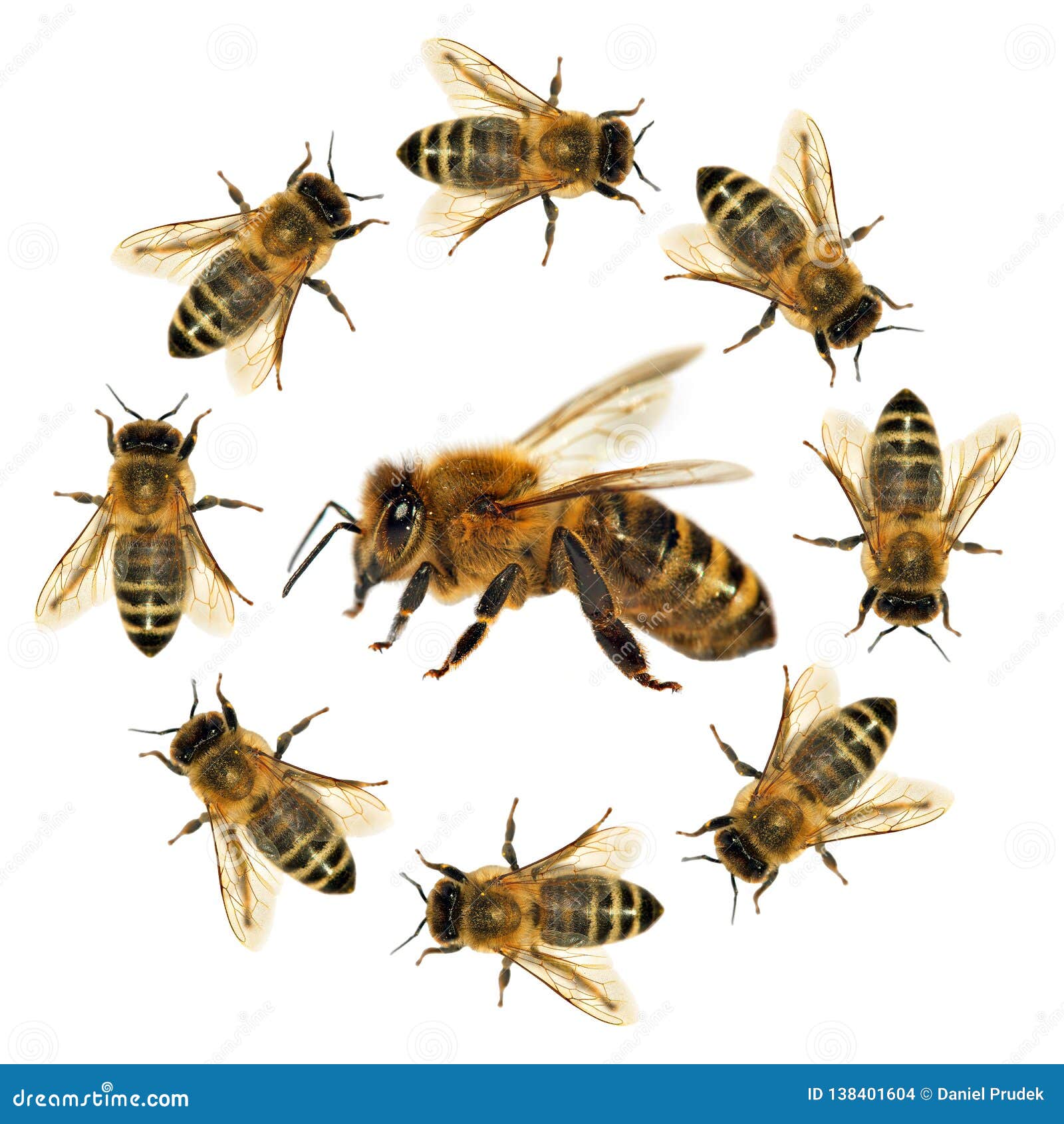 Ape O Ape Mellifica Isolata Sui Precedenti Bianchi Fotografia Stock ...