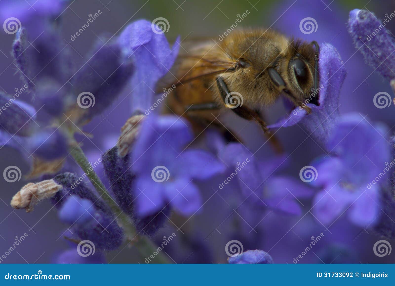 Ape operaia fotografia stock. Immagine di zoologia, piante - 31733092