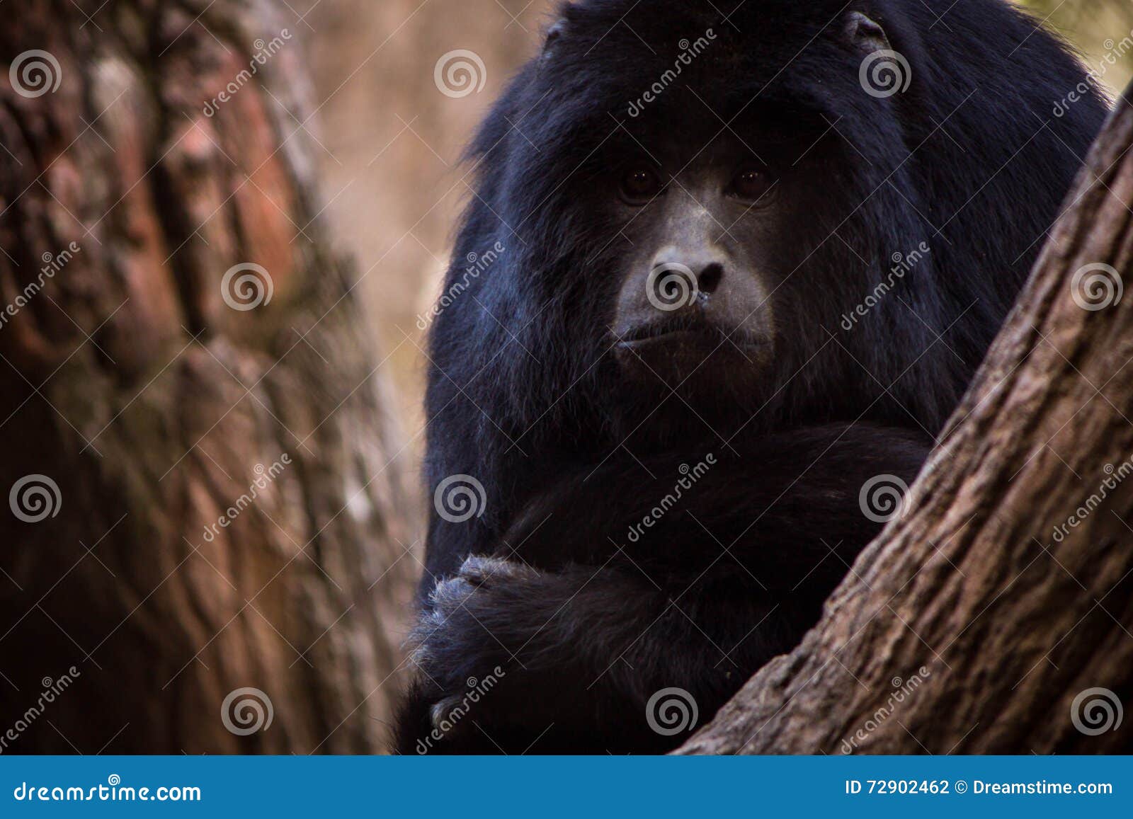 Ape Peeking Trees Stock Photos - Free & Royalty-Free Stock Photos from ...