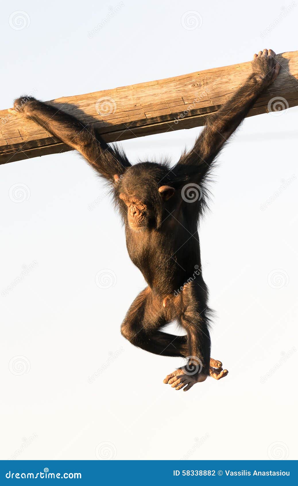 4,457 Ape Sad Photos - Free & Royalty-Free Stock Photos from Dreamstime