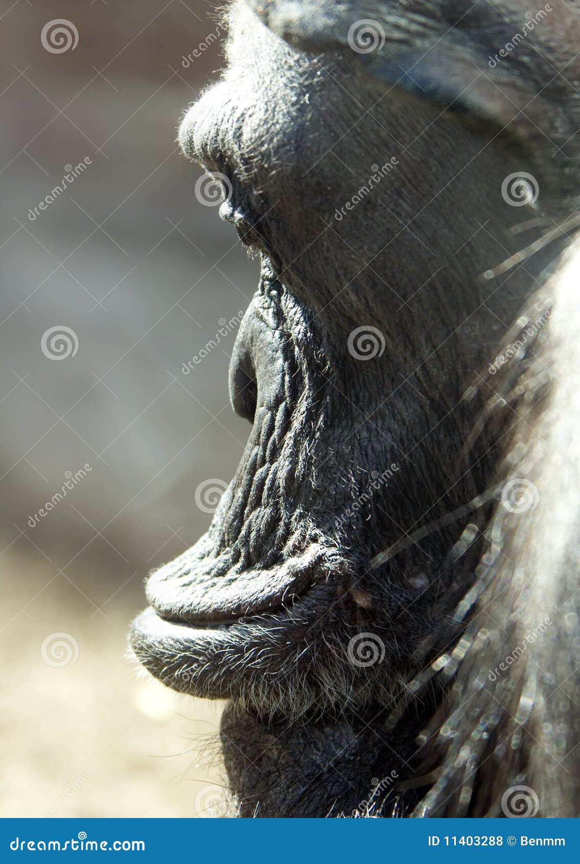 Ape Portrait stock photo. Image of mammal, shot, jungle - 11403288