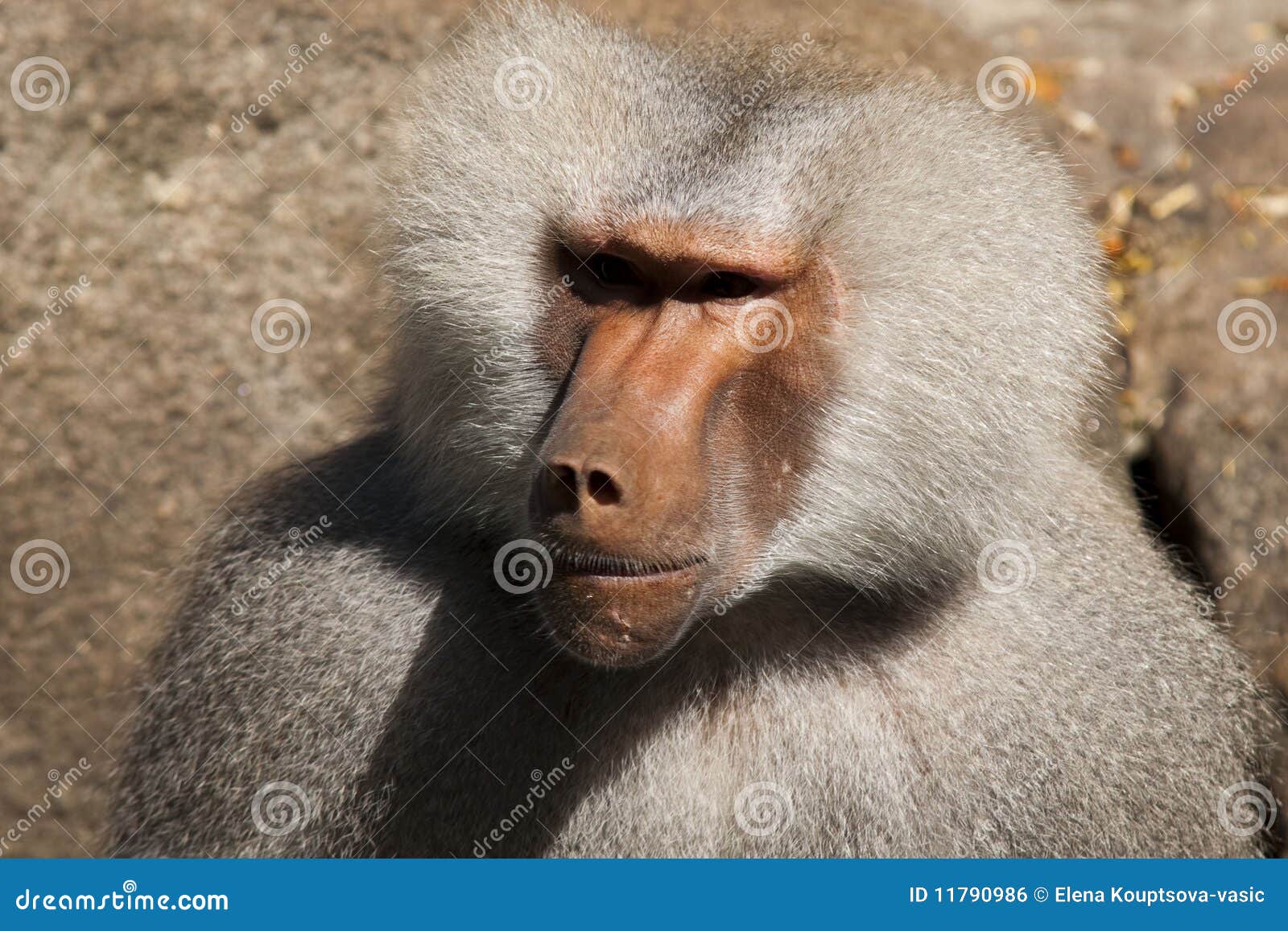 Ape portrait stock photo. Image of primate, mammal, close - 11790986