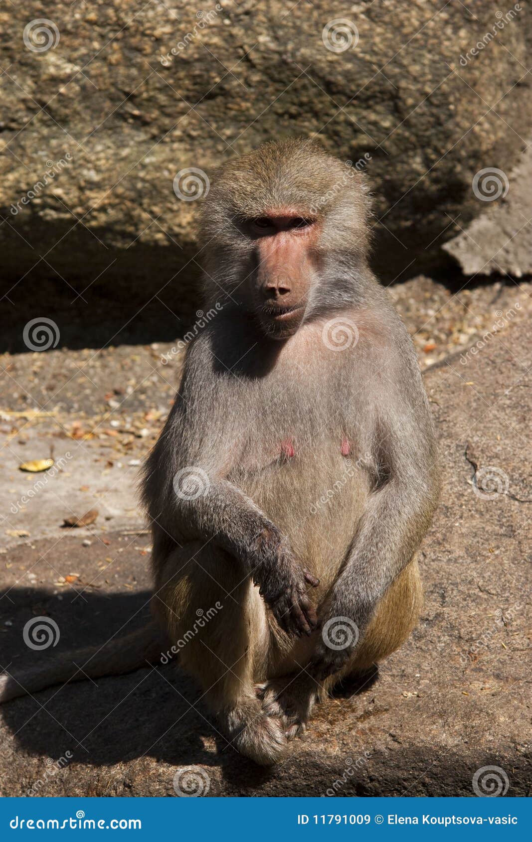 Ape portrait stock image. Image of contemplate, wildlife - 11791009