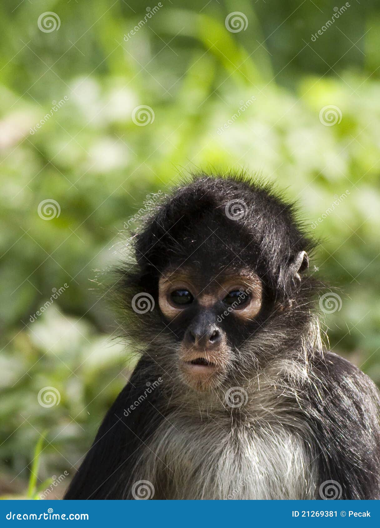 Ape portrait stock image. Image of astonishment, monkey - 21269381
