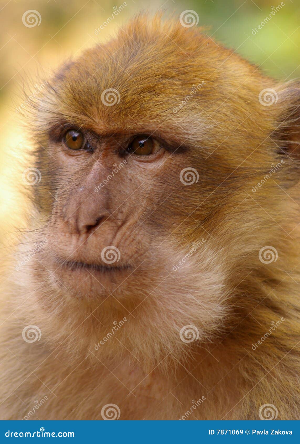 Ape portrait stock image. Image of eyes, close, focused - 7871069