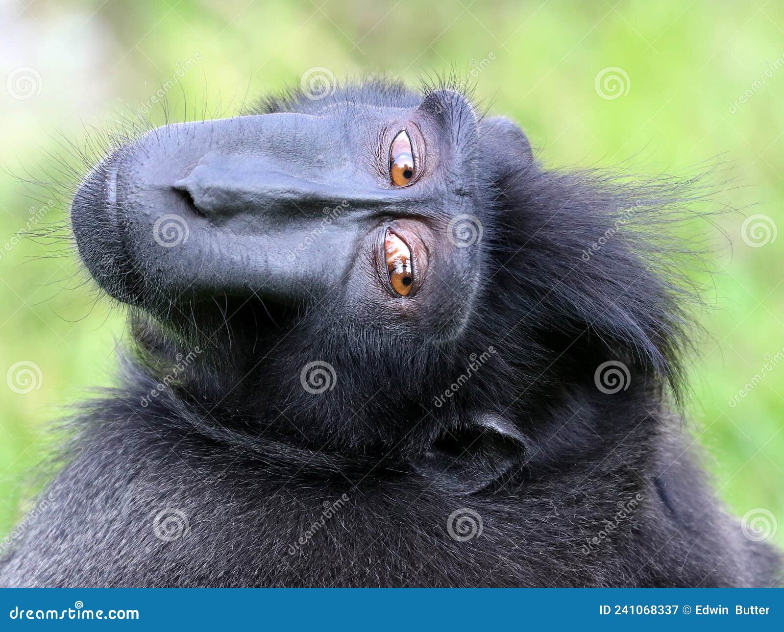 Ape Portrait, Crested Black Macaque Stock Image - Image of expression ...