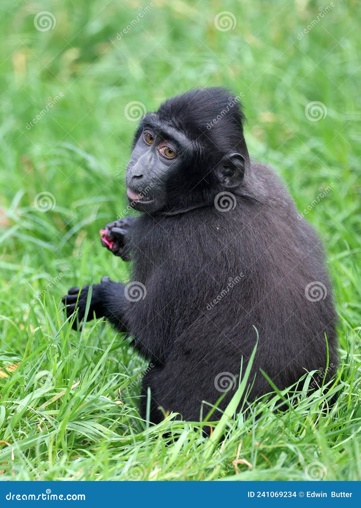 Ape Portrait, Crested Black Macaque Stock Photo - Image of animal, eyes ...