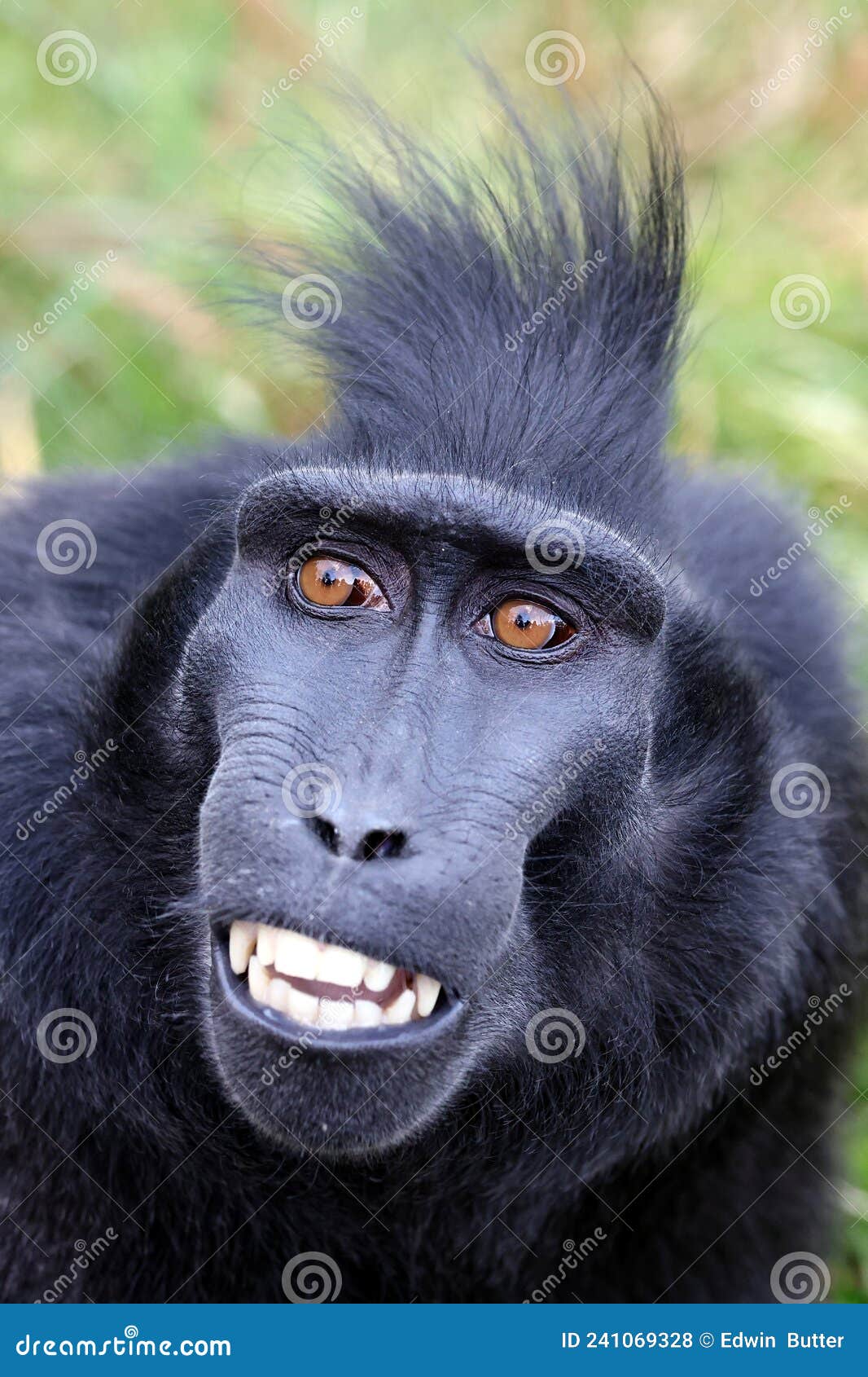 Ape Portrait, Crested Black Macaque Stock Photo - Image of grass ...