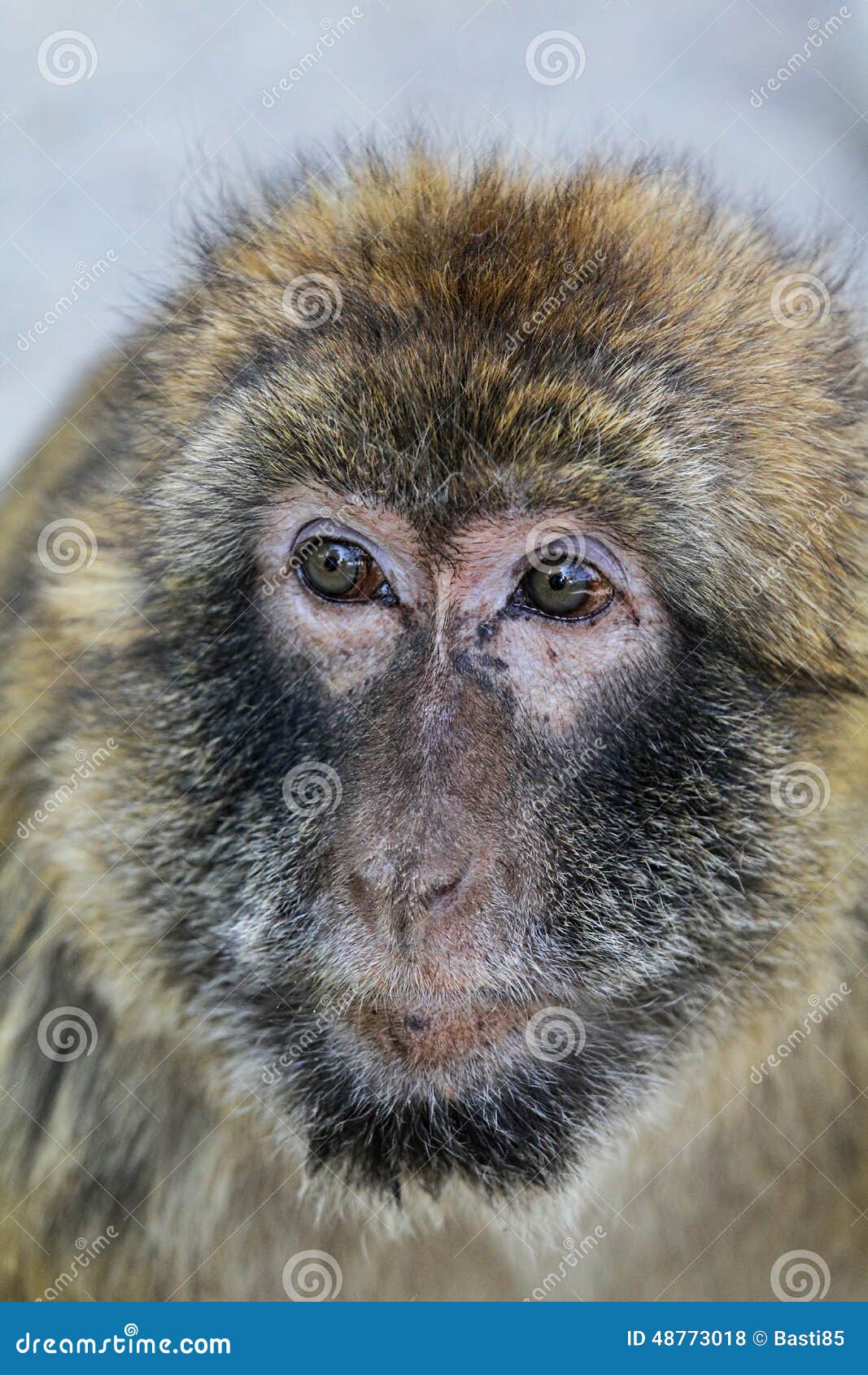 Ape portrait stock photo. Image of eyes, mammal, look - 48773018