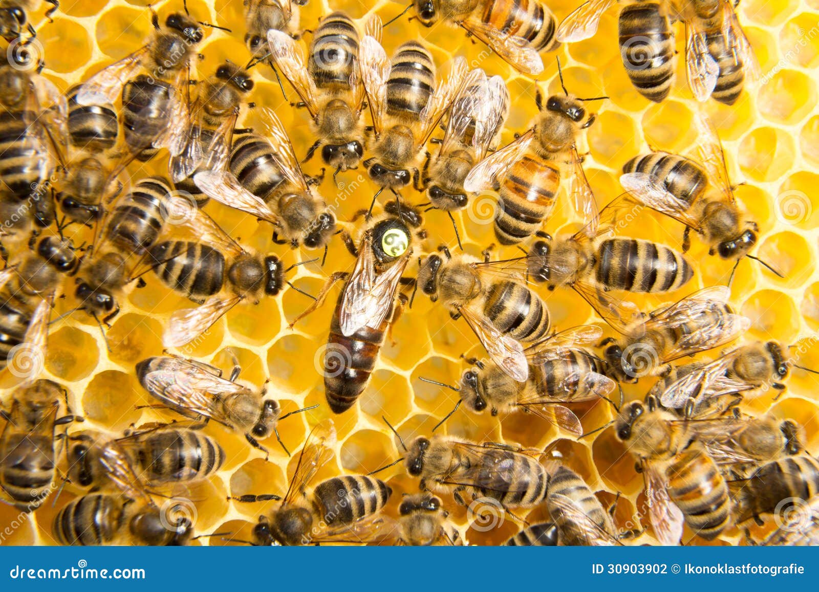 Ape Regina In Alveare Che Fa Le Uova Fotografia Stock - Immagine di ...