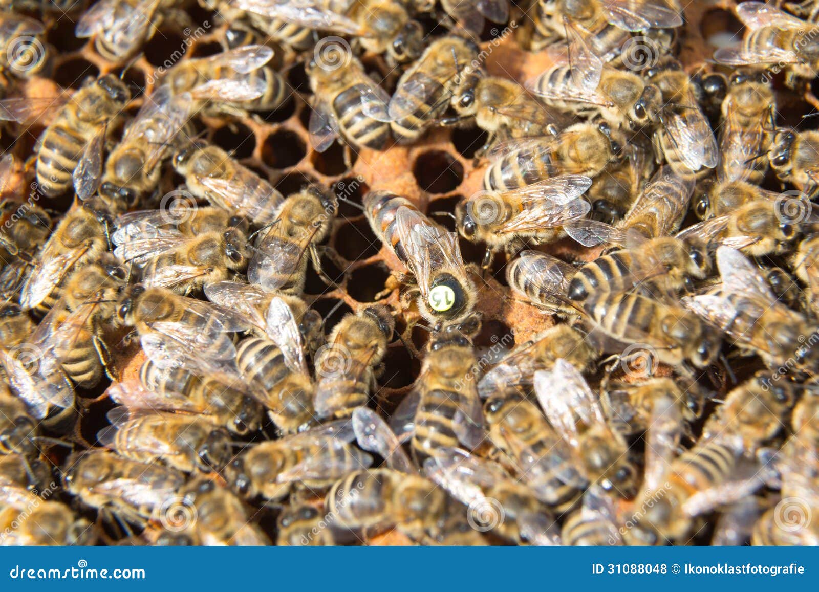 Ape Regina in Alveare Che Fa Le Uova Fotografia Stock - Immagine di ...