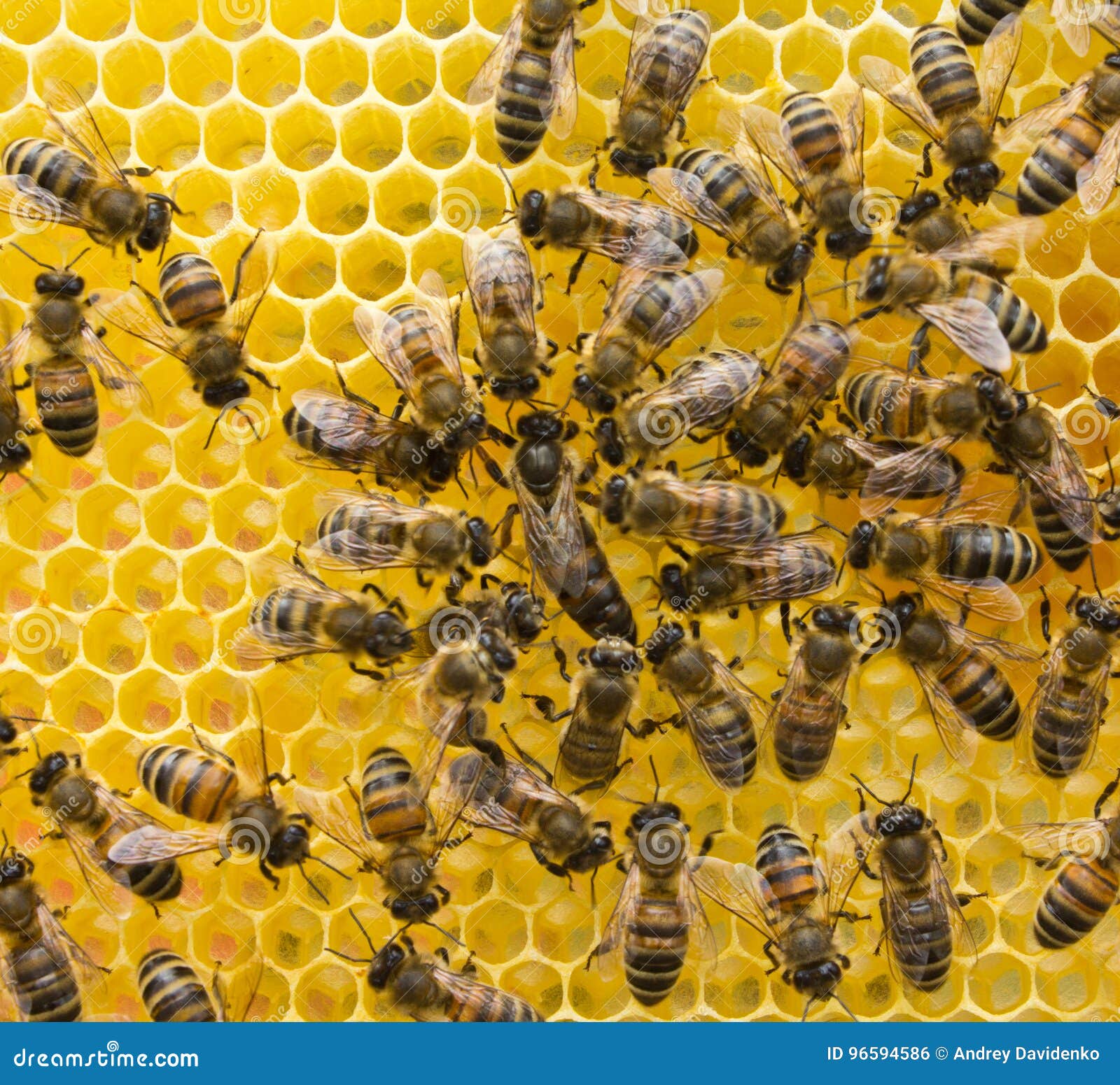 Ape regina e api fotografia stock. Immagine di bozzolo - 96594586