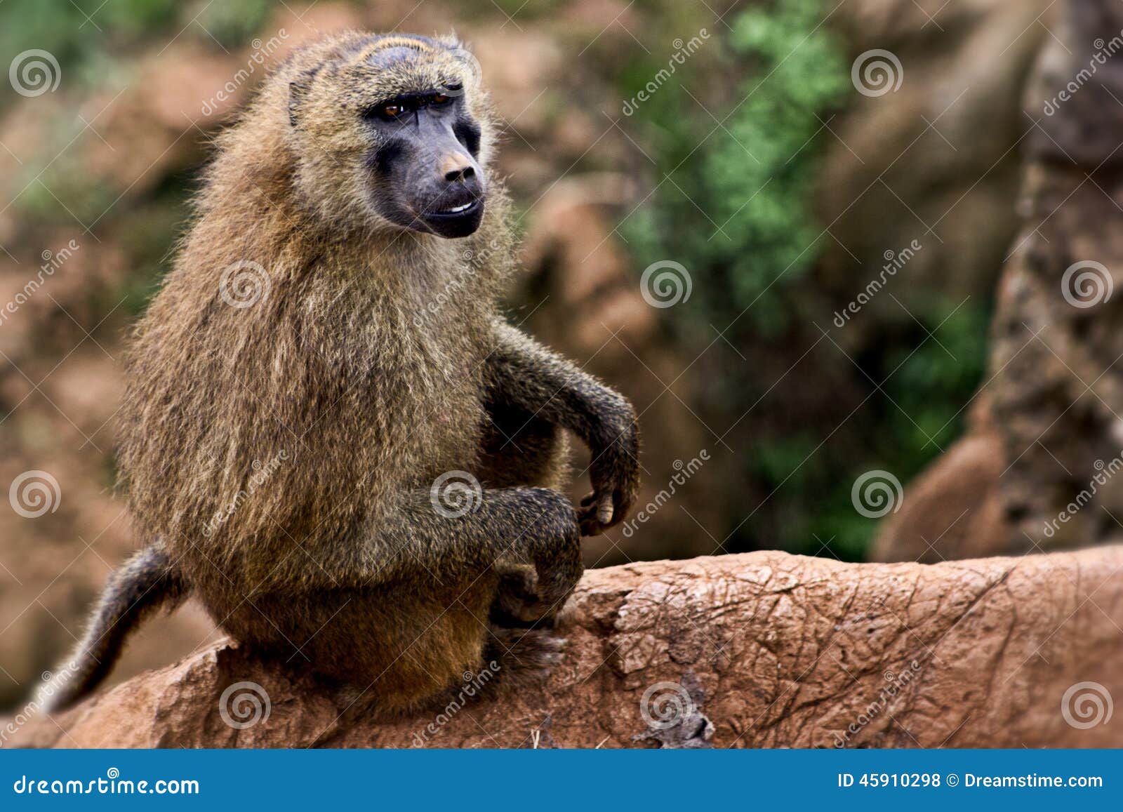 Ape scape stock photo. Image of apes, animals, nature - 45910298
