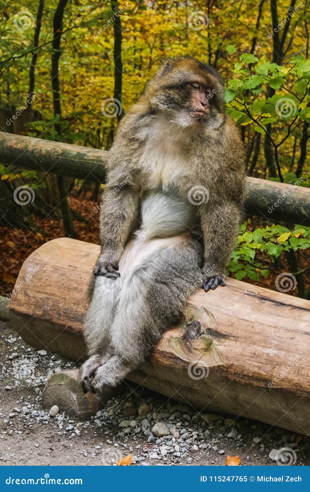 Ape Sitting in Affenberg Monkey Hill Salem Stock Image - Image of ...