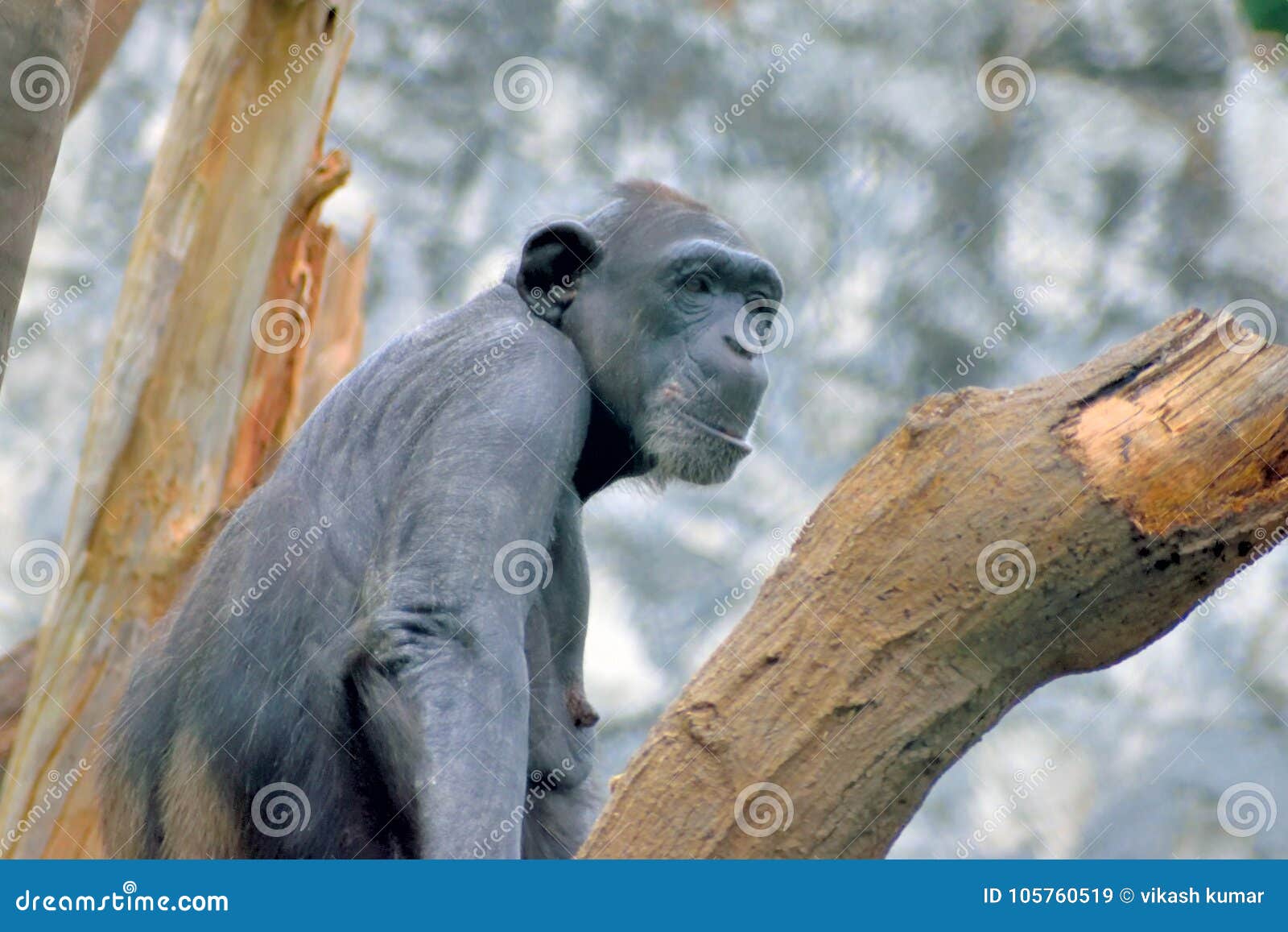 The ape sitting stock image. Image of wildlife, animal - 105760519