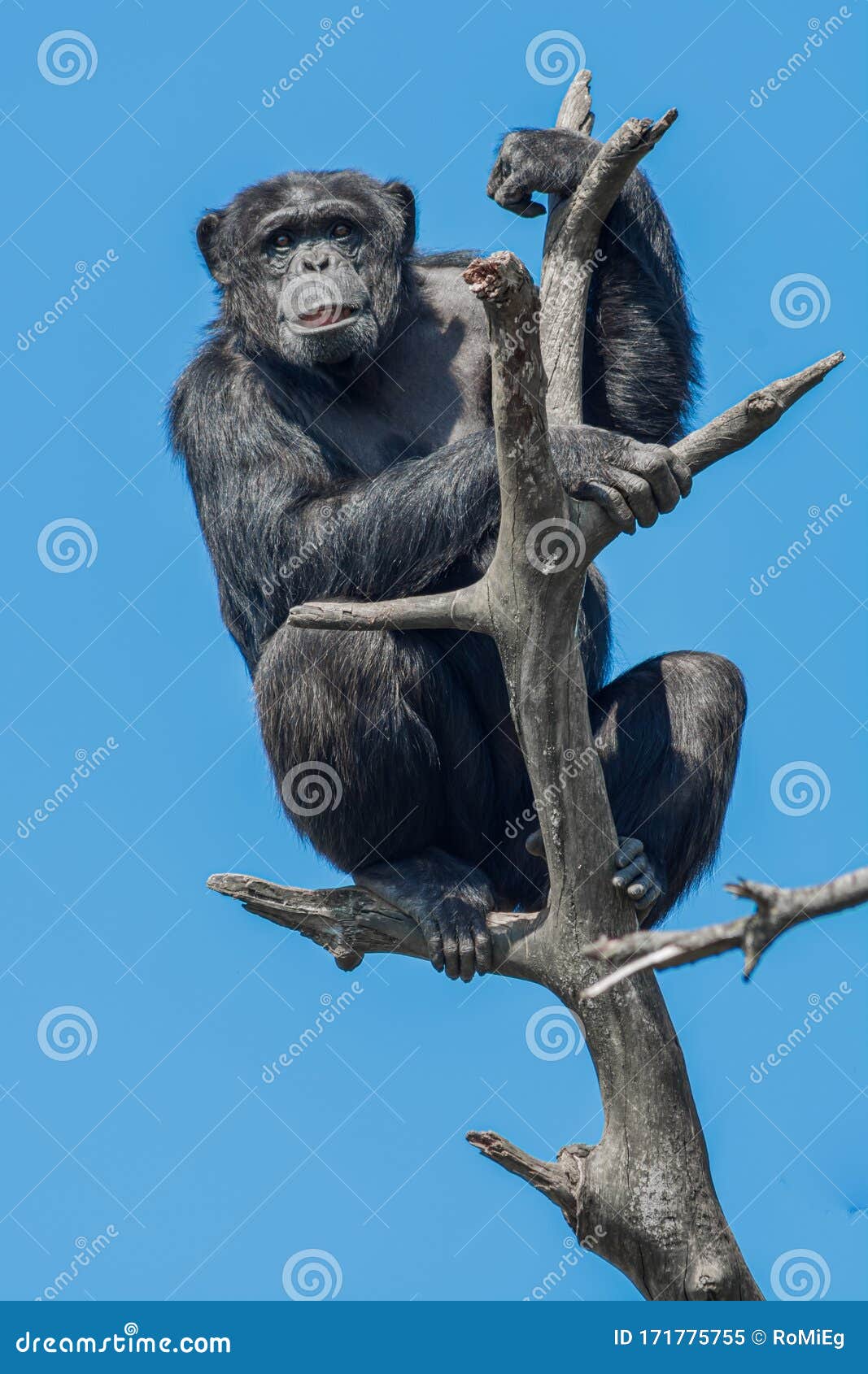 Ape Sitting on a Branch of a Tree Stock Image - Image of wildlife, chip ...