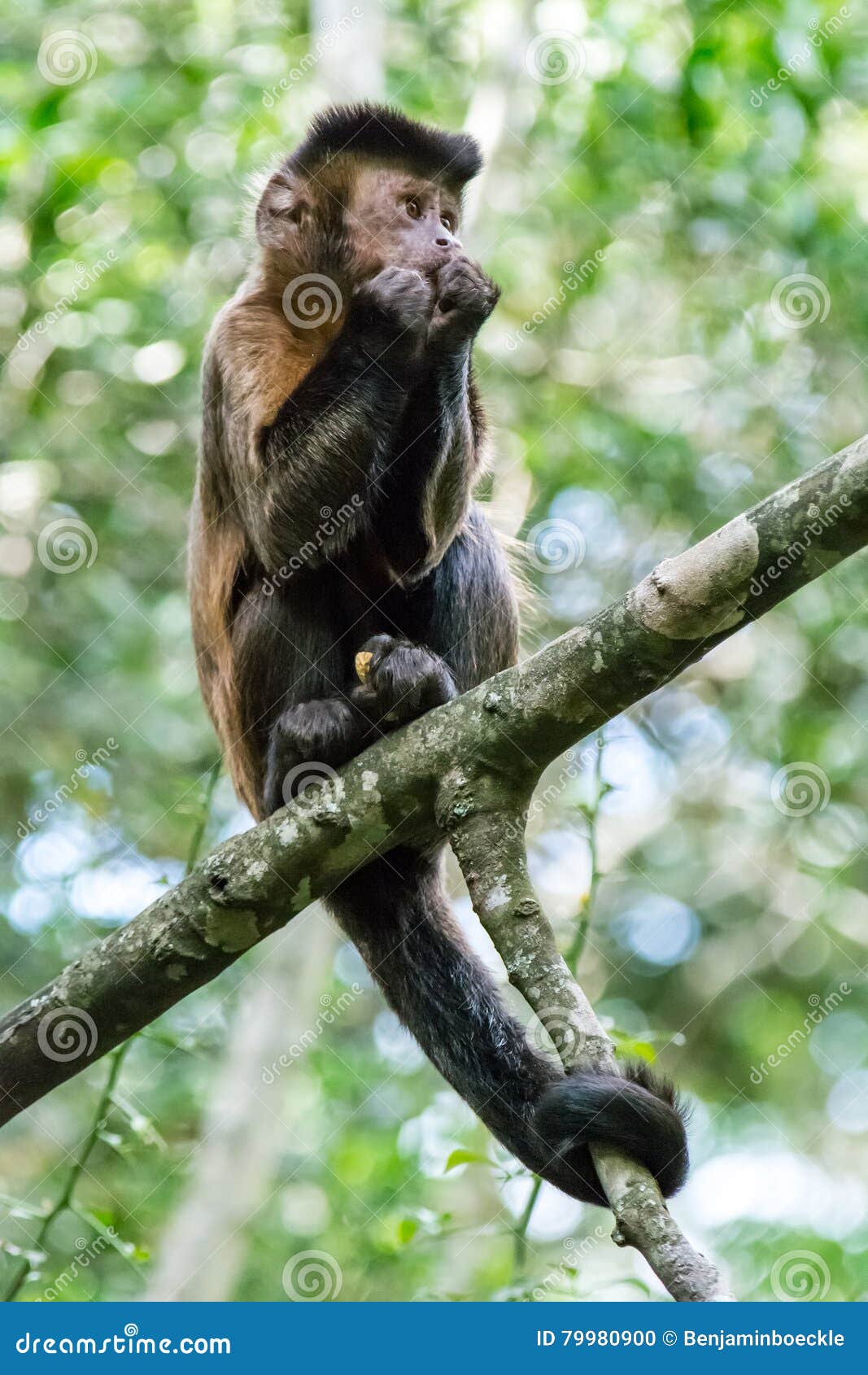Ape sitting in the Jungle stock photo. Image of mammal - 79980900