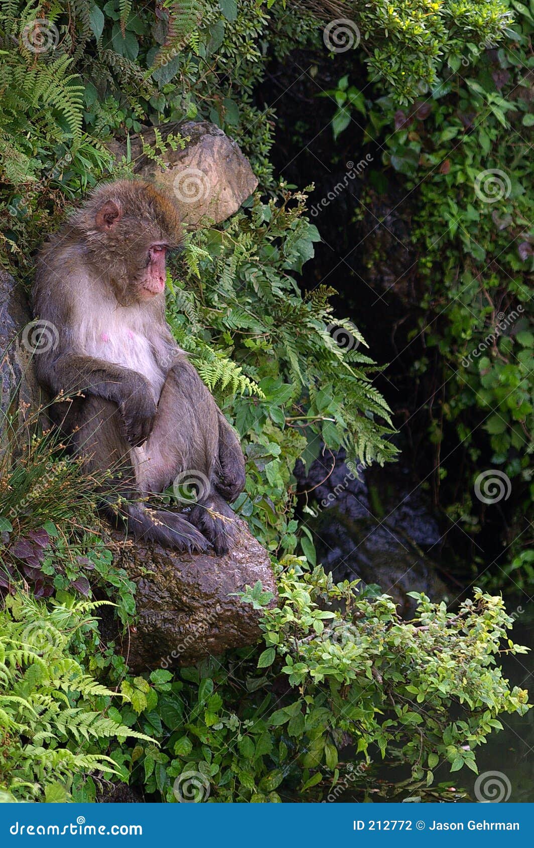 Ape sitting on a rock stock photo. Image of rest, fern - 212772