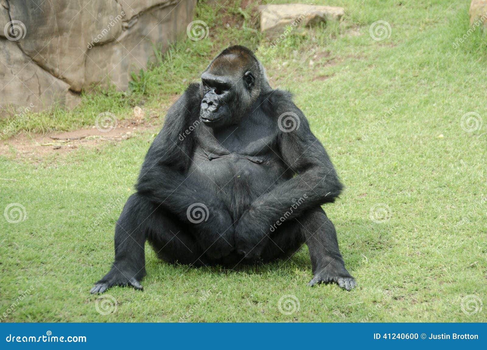 Ape sitting on rocks stock photo. Image of enclosure - 41240600