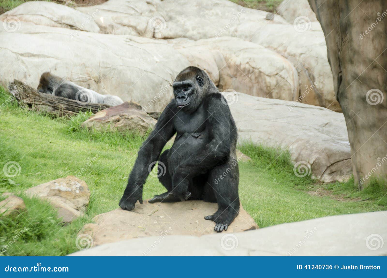 Ape sitting on rocks stock photo. Image of monkey, wildlife - 41240736