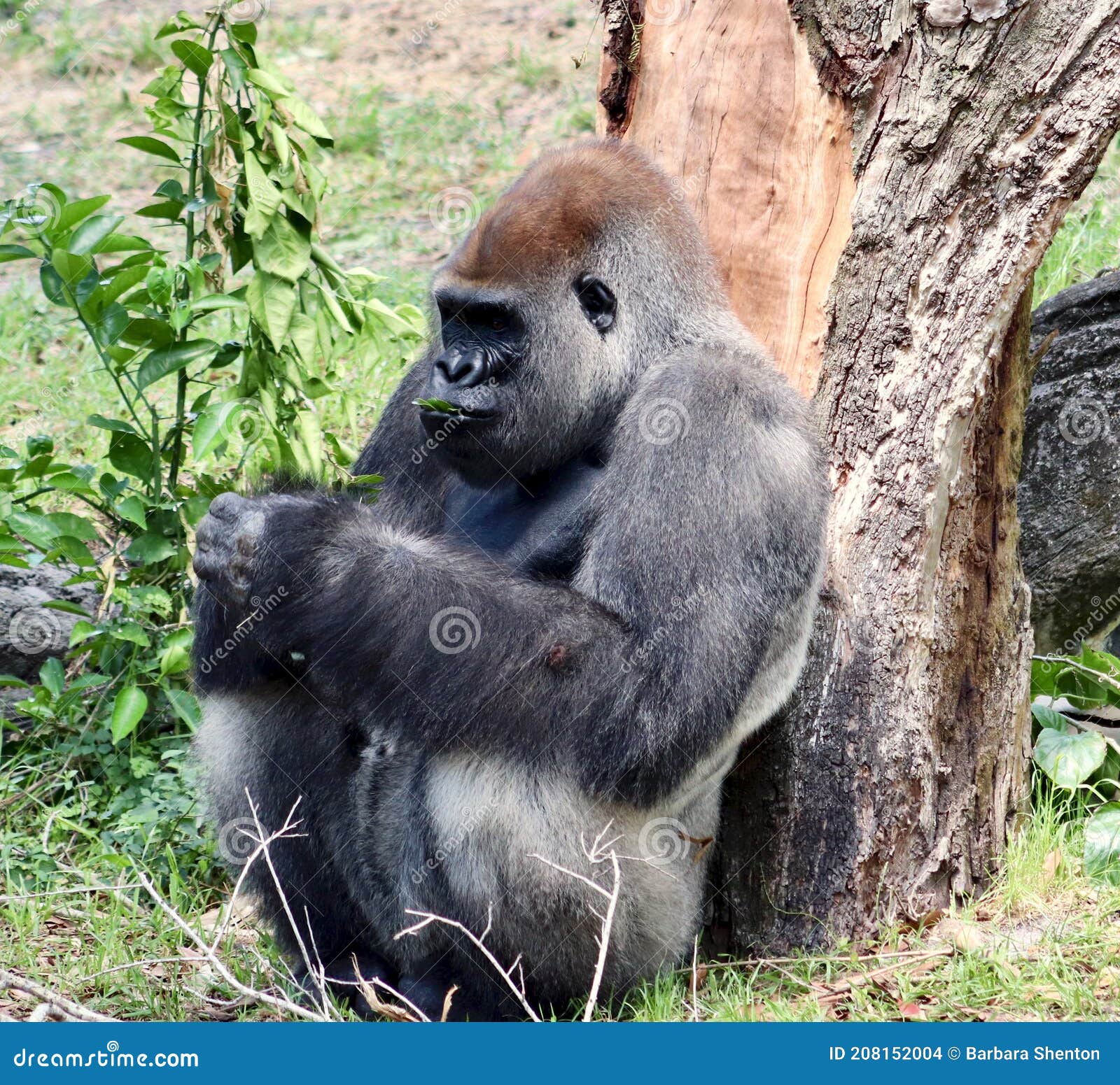 Gorilla studying his food stock photo. Image of sitting - 208152004