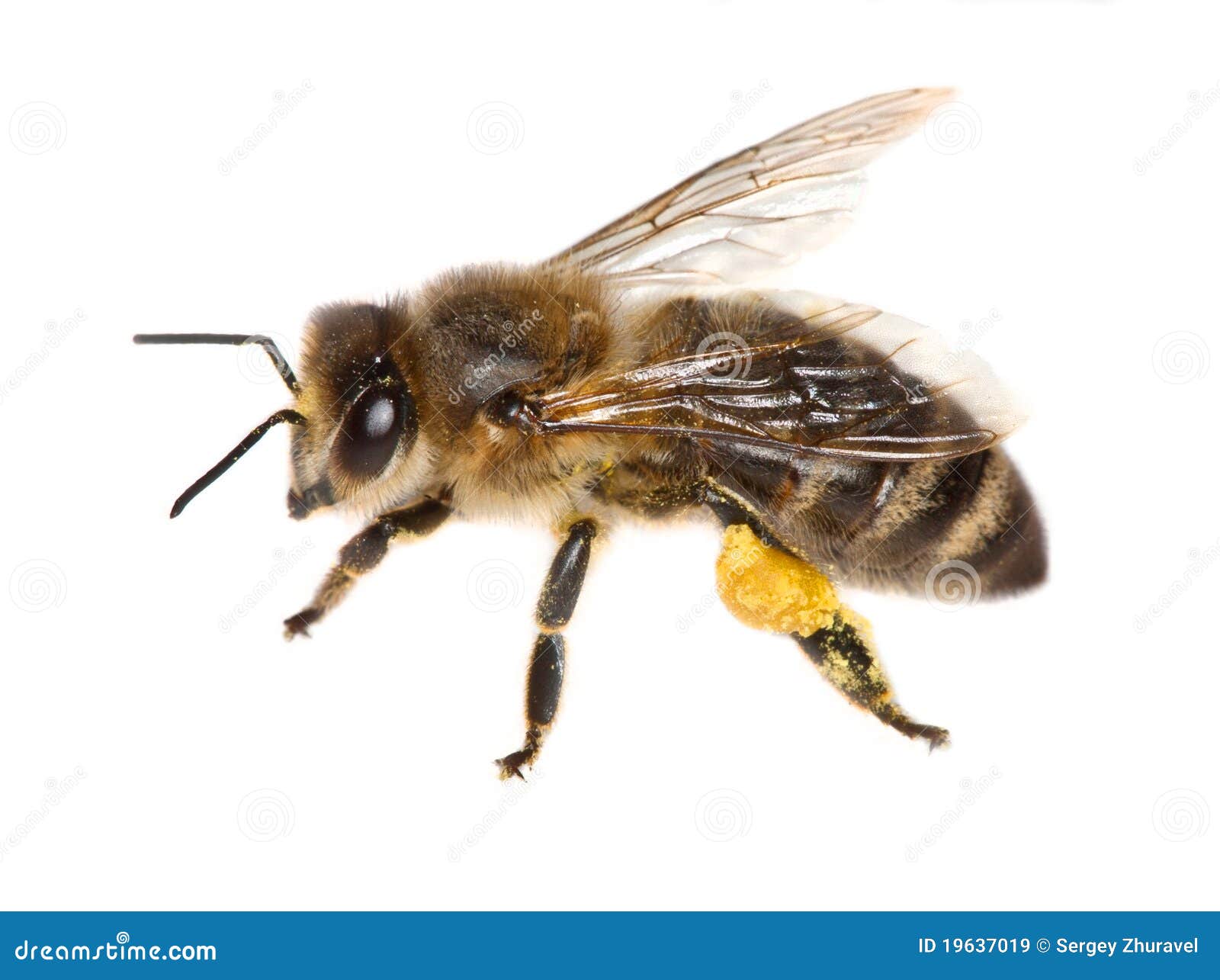 Ape su bianco immagine stock. Immagine di mosca, isolato - 19637019