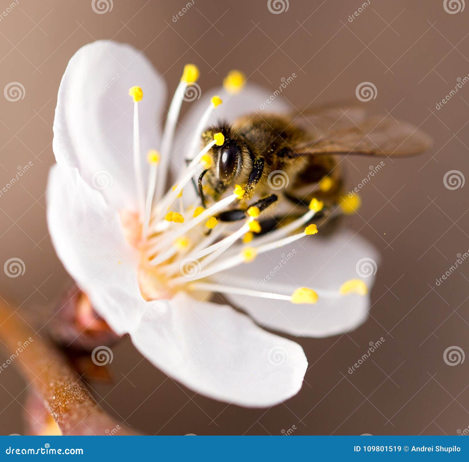 Ape Su Un Fiore Nella Natura Macro Immagine Stock - Immagine di fresco ...